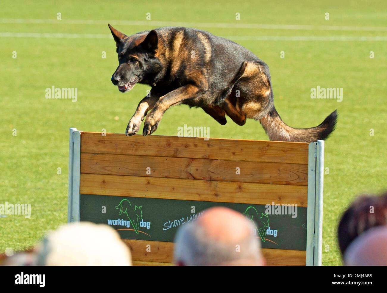 The dog 'Bandit vom Steinsaal' of owner Bernd Peters jumps over a ...