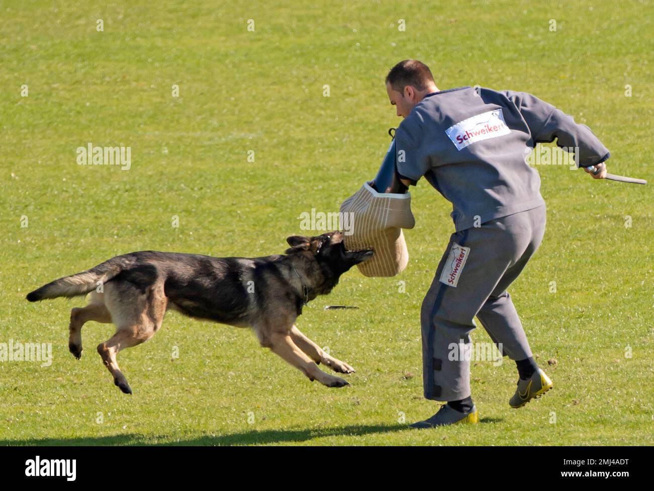 A helper competes with a dog during the German Shepherd Championships ...