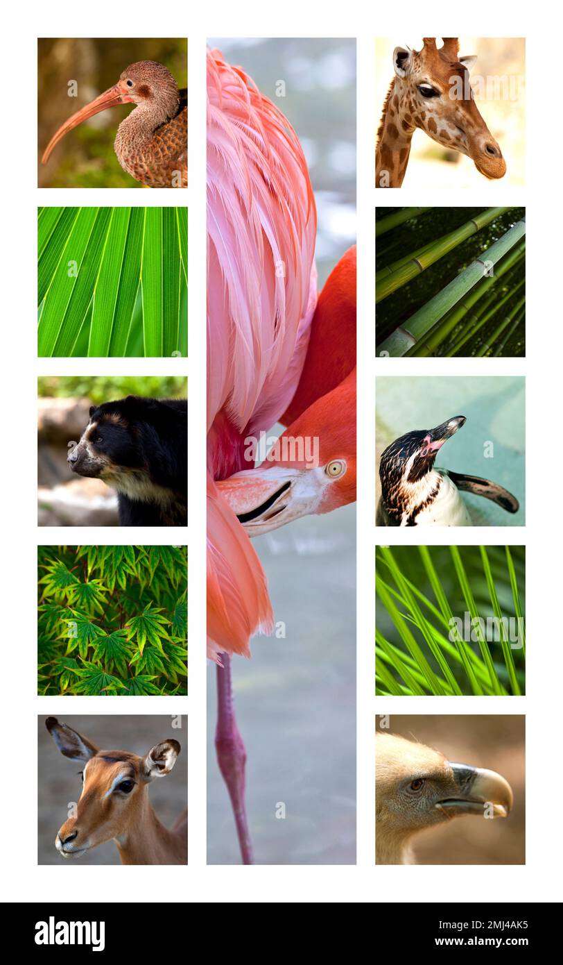 Collage of various animals in zoos and parks Stock Photo - Alamy