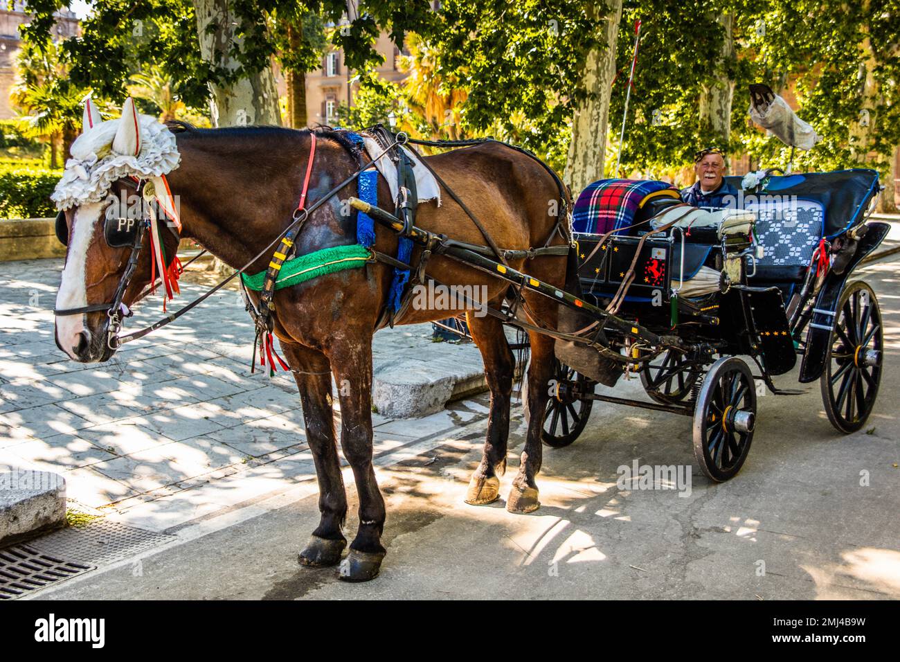 Horse-drawn carriage with specially equipped horse, Palermo, Sicily ...