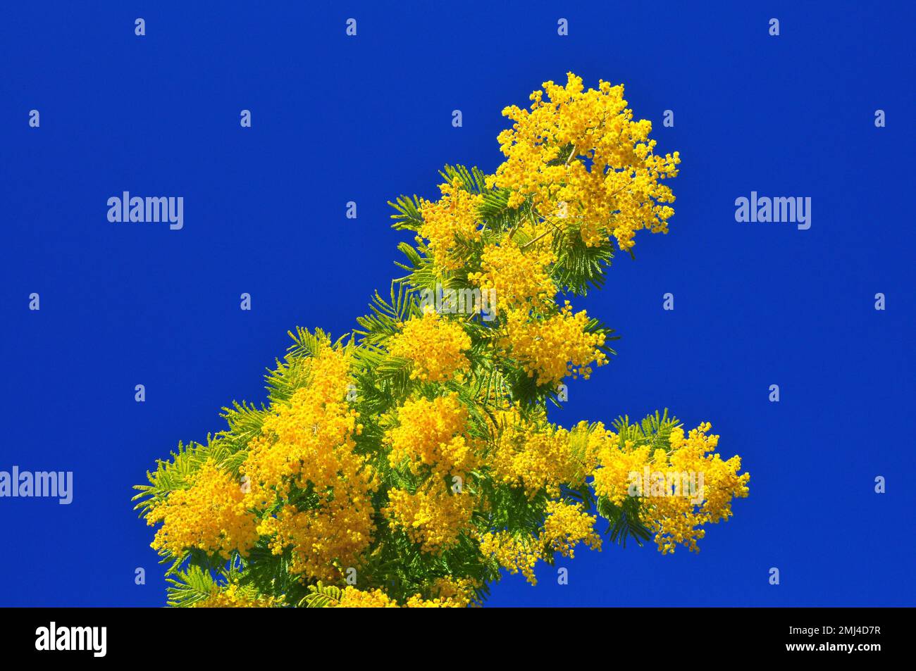 Flower of the silver acacia or silver wattle (Acacia dealbata Stock ...
