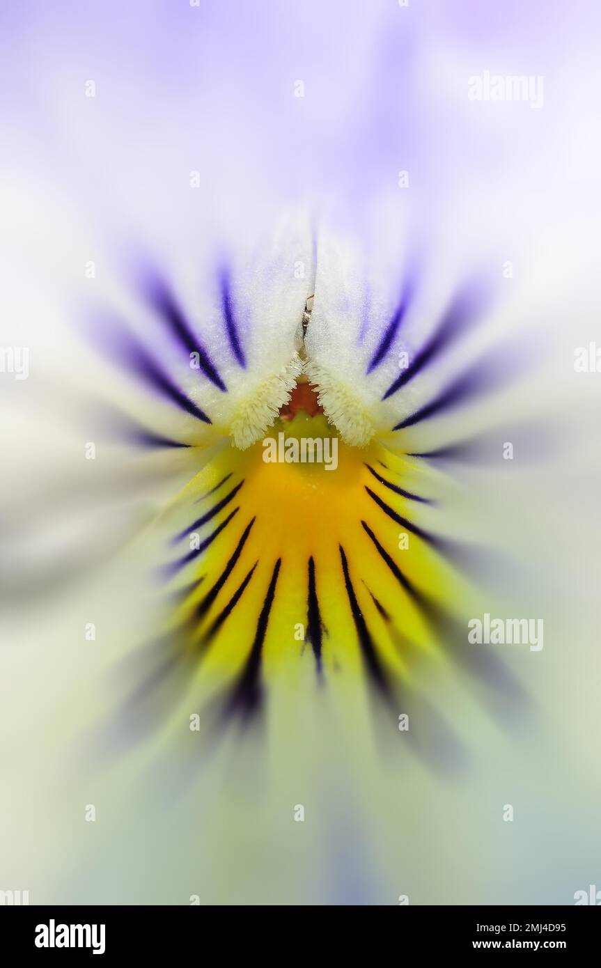 Close-up of a flower of a violet (Violaceae Stock Photo - Alamy