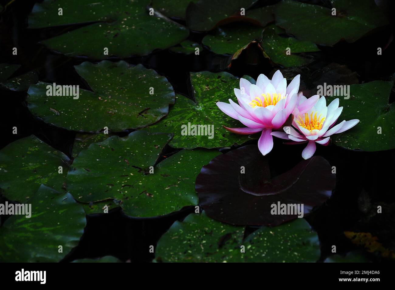 Water lilies (Nymphaea Stock Photo - Alamy