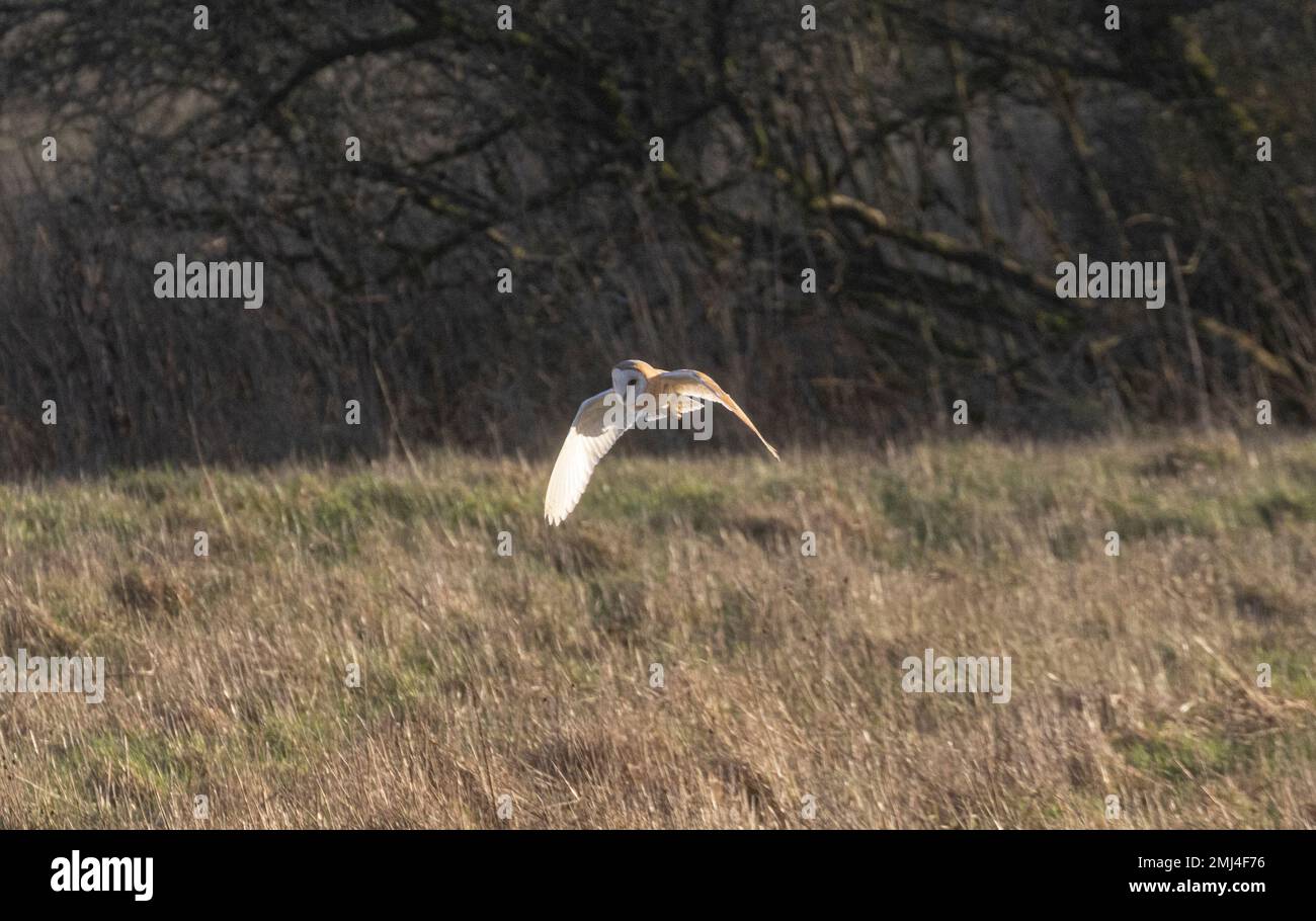 Barn owl with a vole hi-res stock photography and images - Alamy