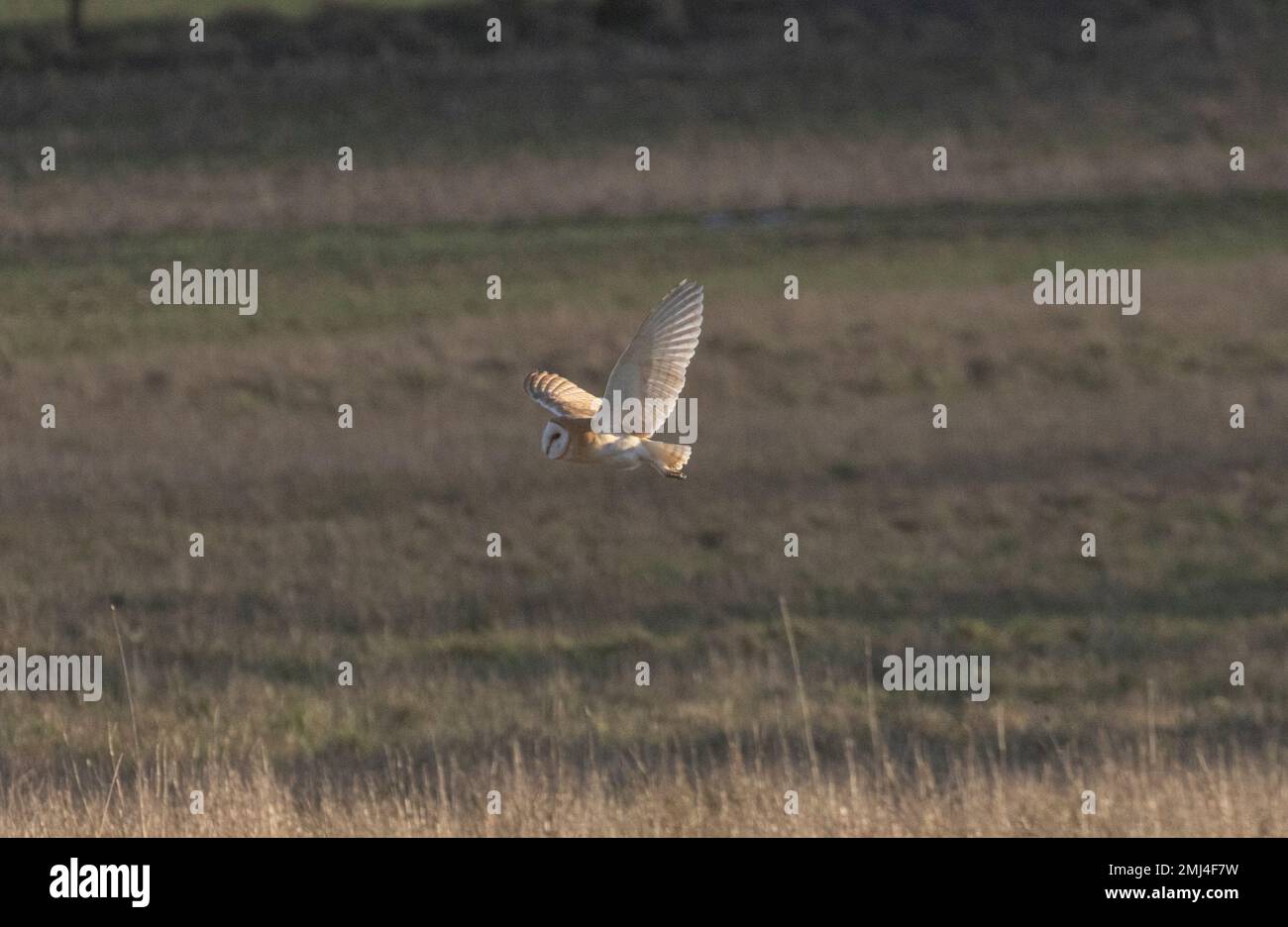 Barn owl with a vole hi-res stock photography and images - Alamy