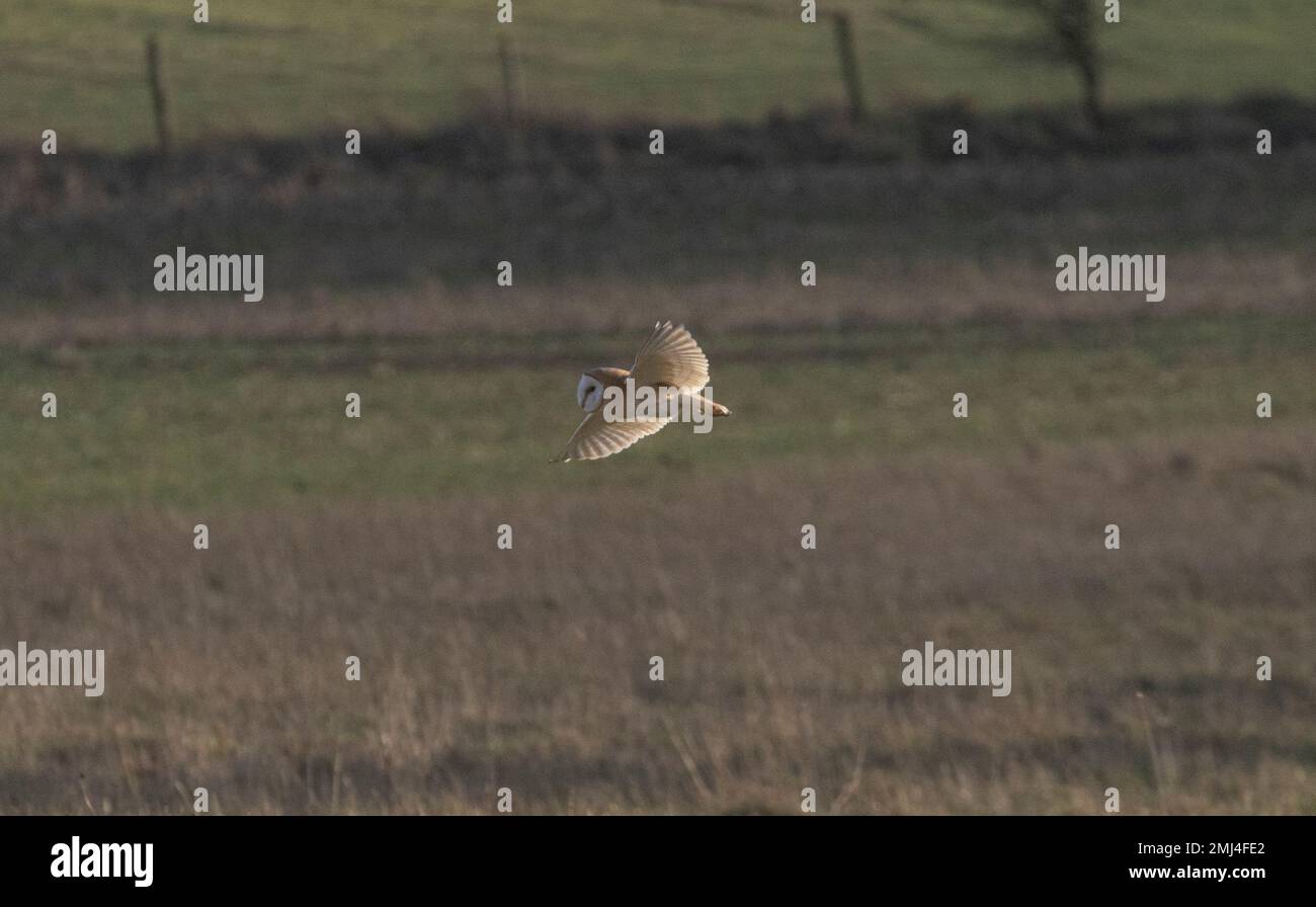 Barn owl with a vole hi-res stock photography and images - Alamy