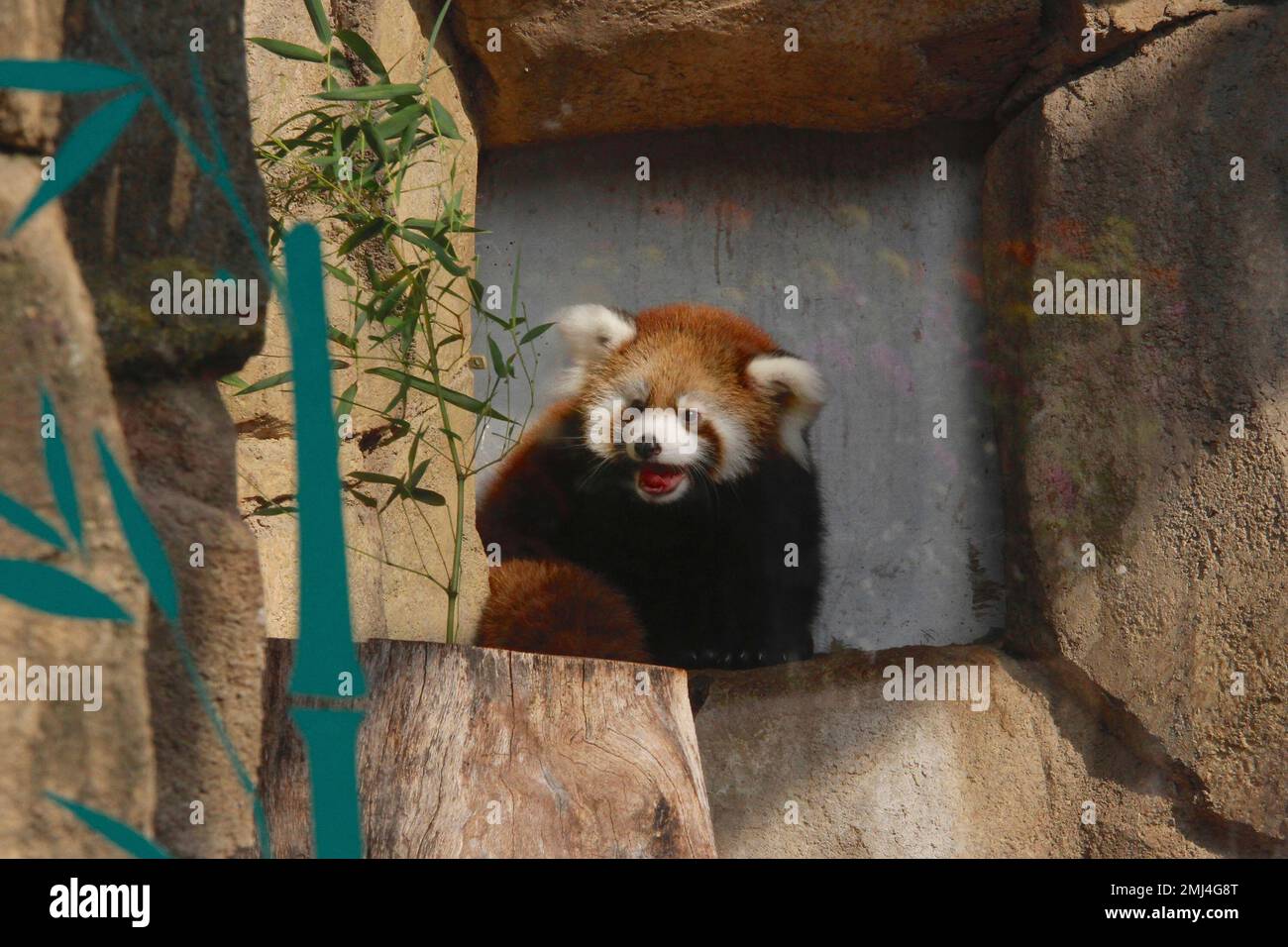 Kiki a red panda is seen in the pandas' outdoor exhibit at the ...