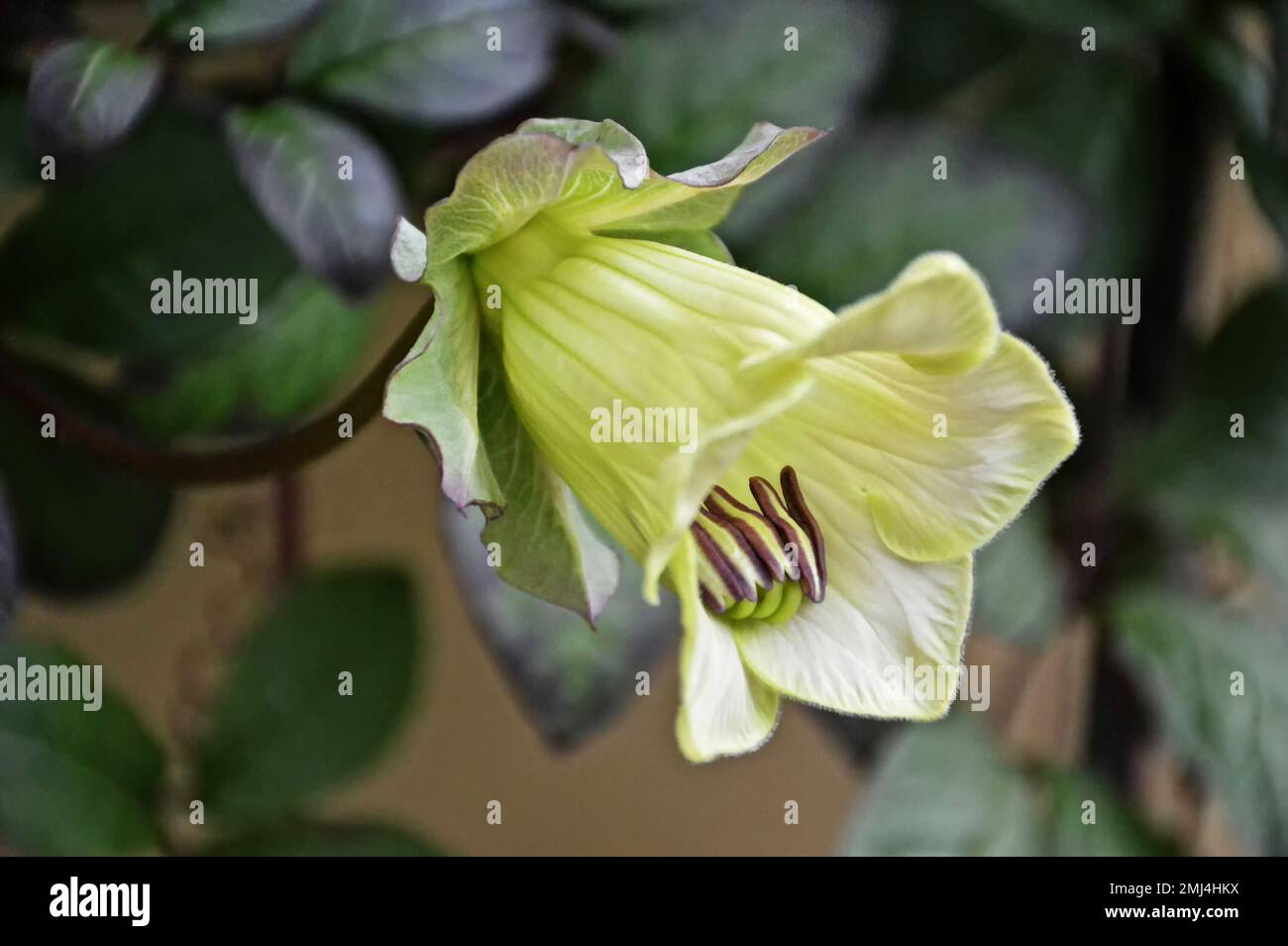 Cathedral bells plant hi-res stock photography and images - Alamy