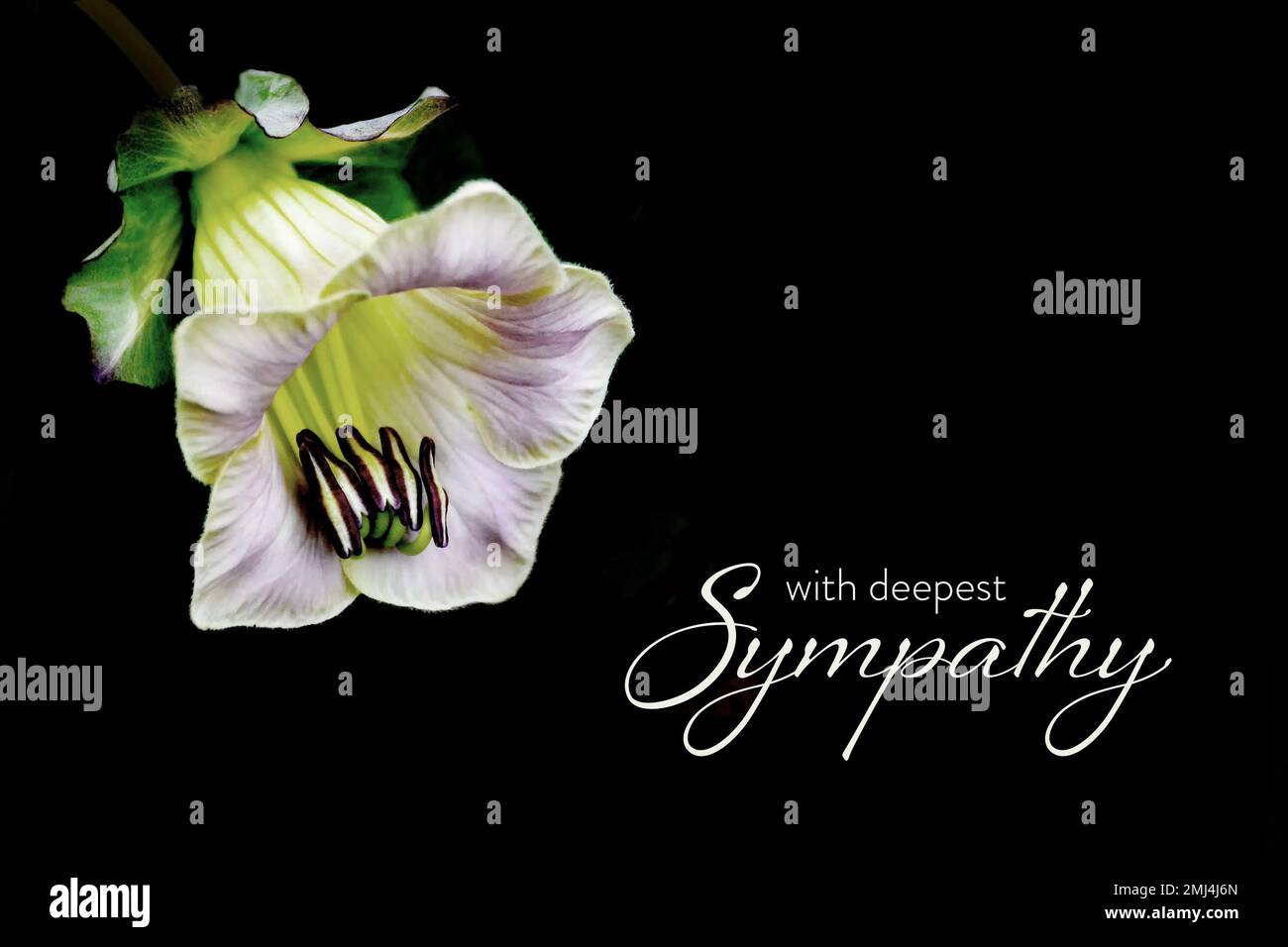 Sympathy card with Cathedral bell flower isolated on black background ...