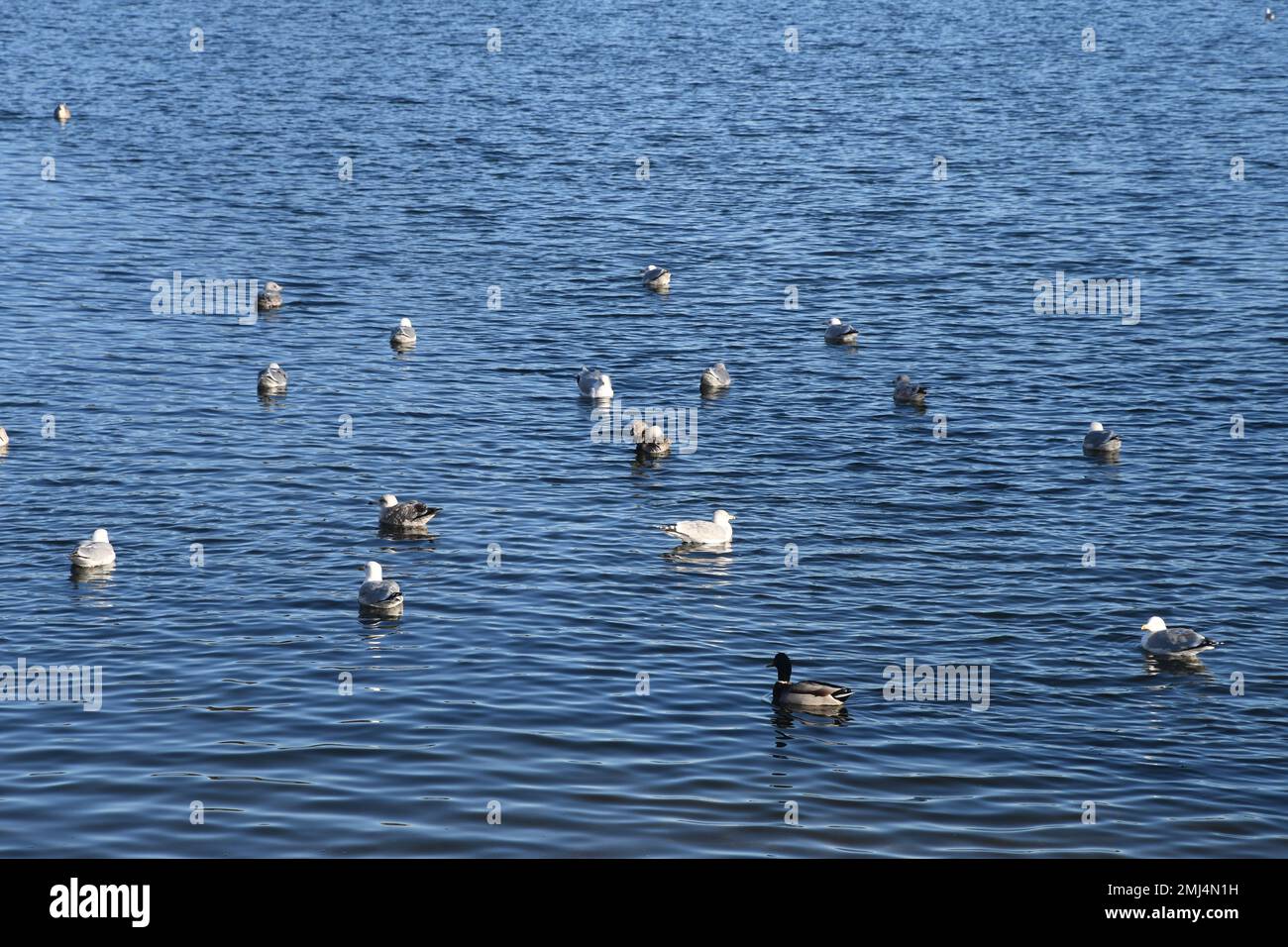 Copenhagen/Denmark/27 January 2023/Various birds enjoy day in blue ...
