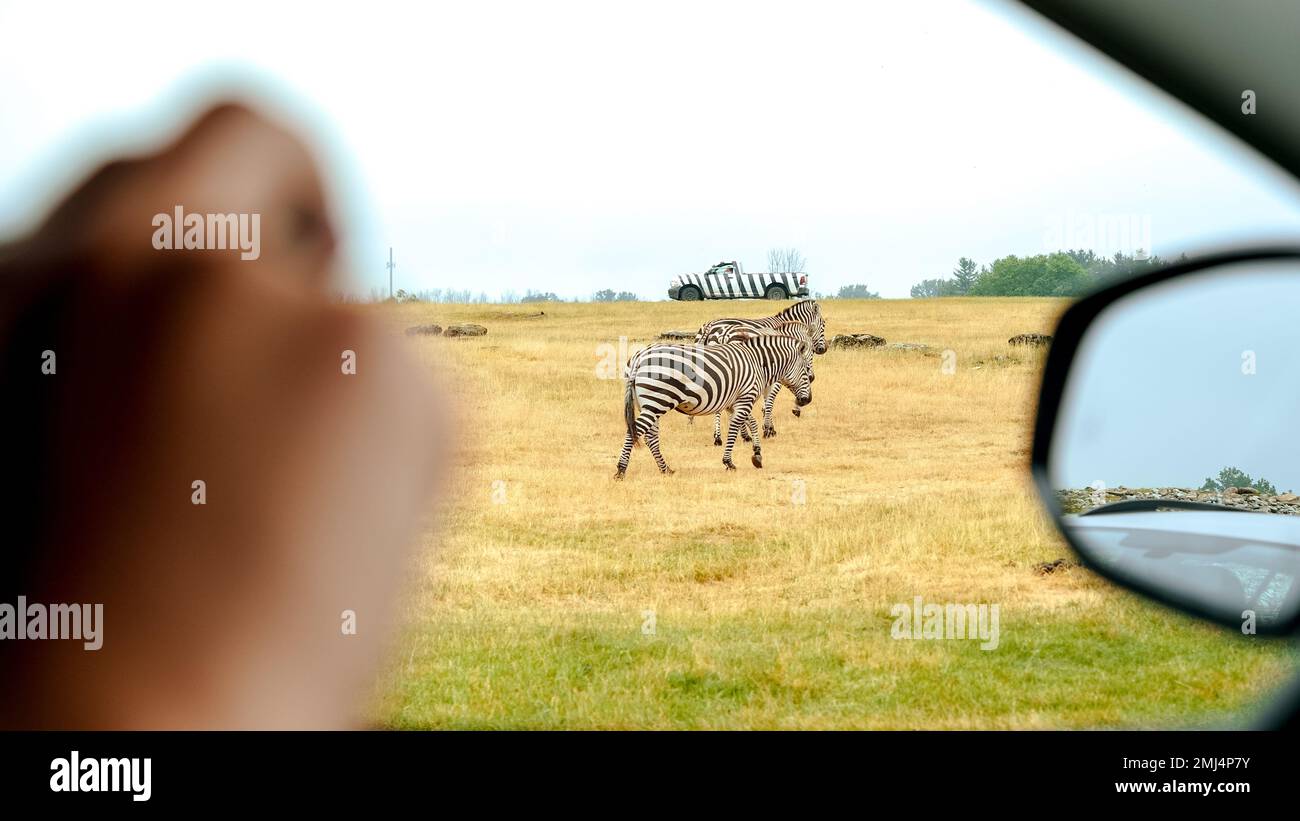 Group of wild zebras eating grass in safari zoo park. POV view from the ...