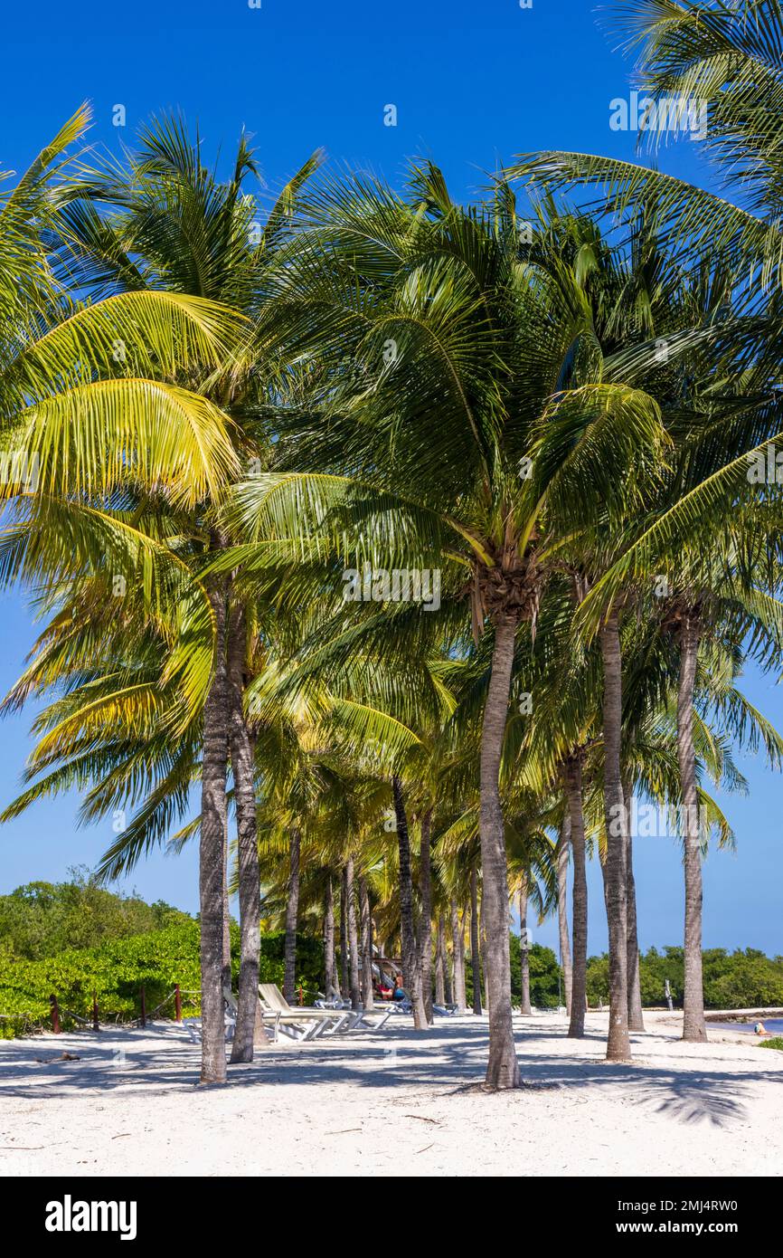 Quintana roo mexico palm trees hi-res stock photography and images - Alamy