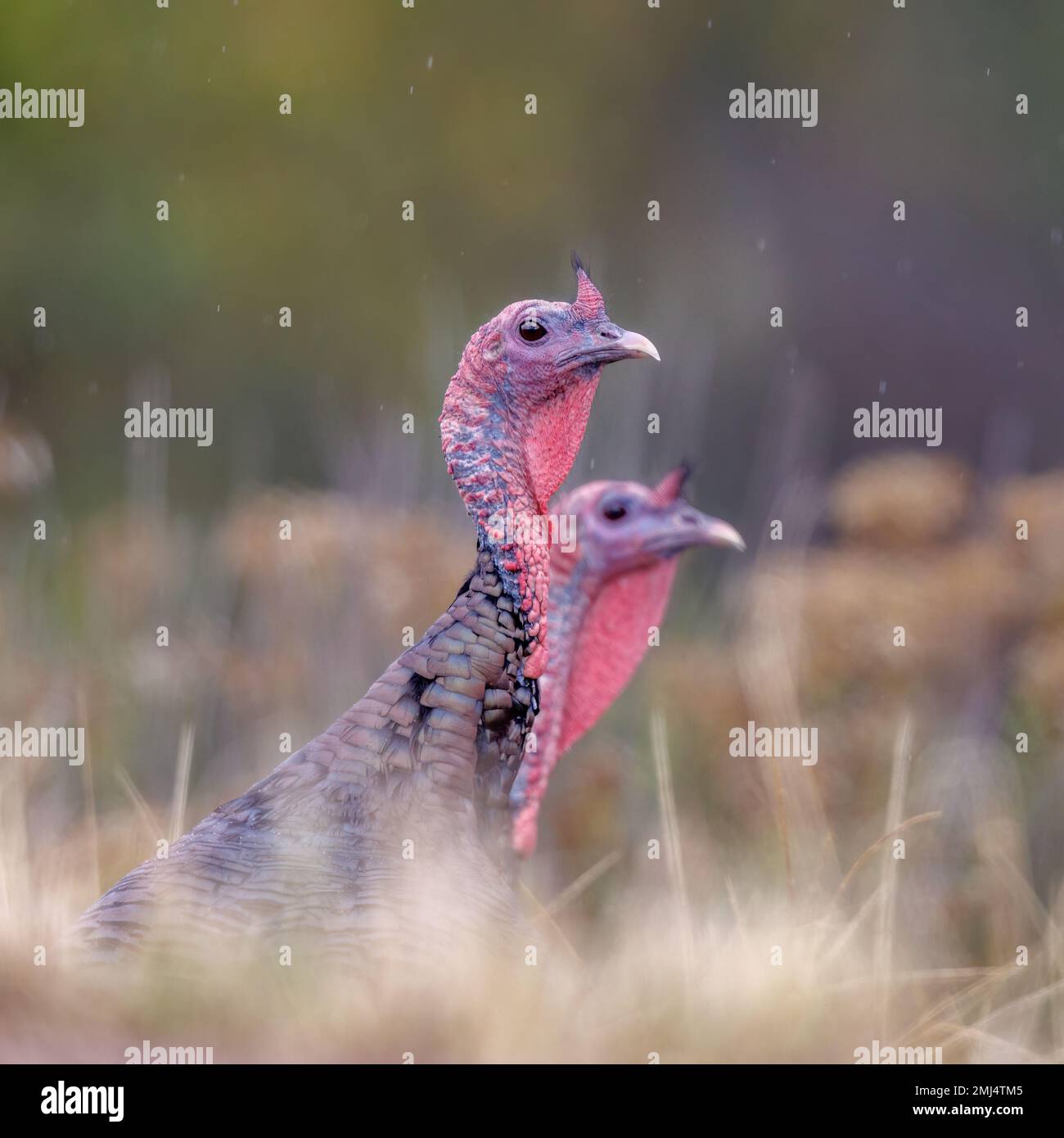 Rio Grande Wild turkeys, Bosque del Apache national Wildlife refuge ...