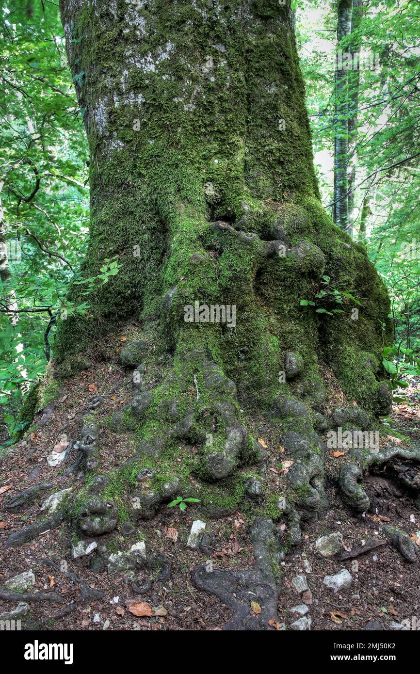 Giant tree root in forest Stock Photo - Alamy