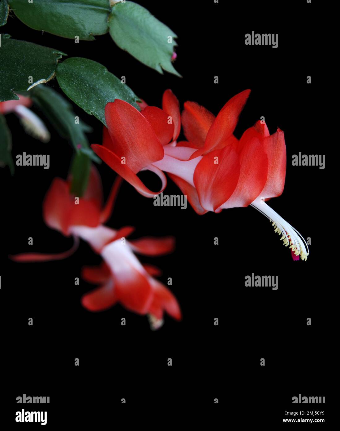 Christmas cactus flower on black background with space for text Stock ...