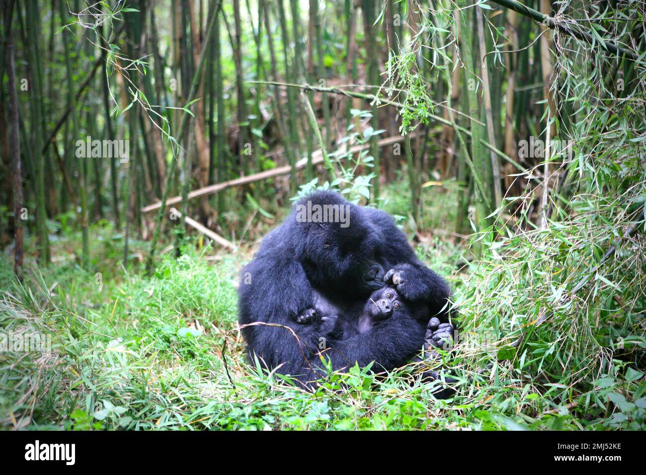 Mountain Gorilla Mother and baby gorilla (Gorilla beringei beringei) Volcanoes National Park ...