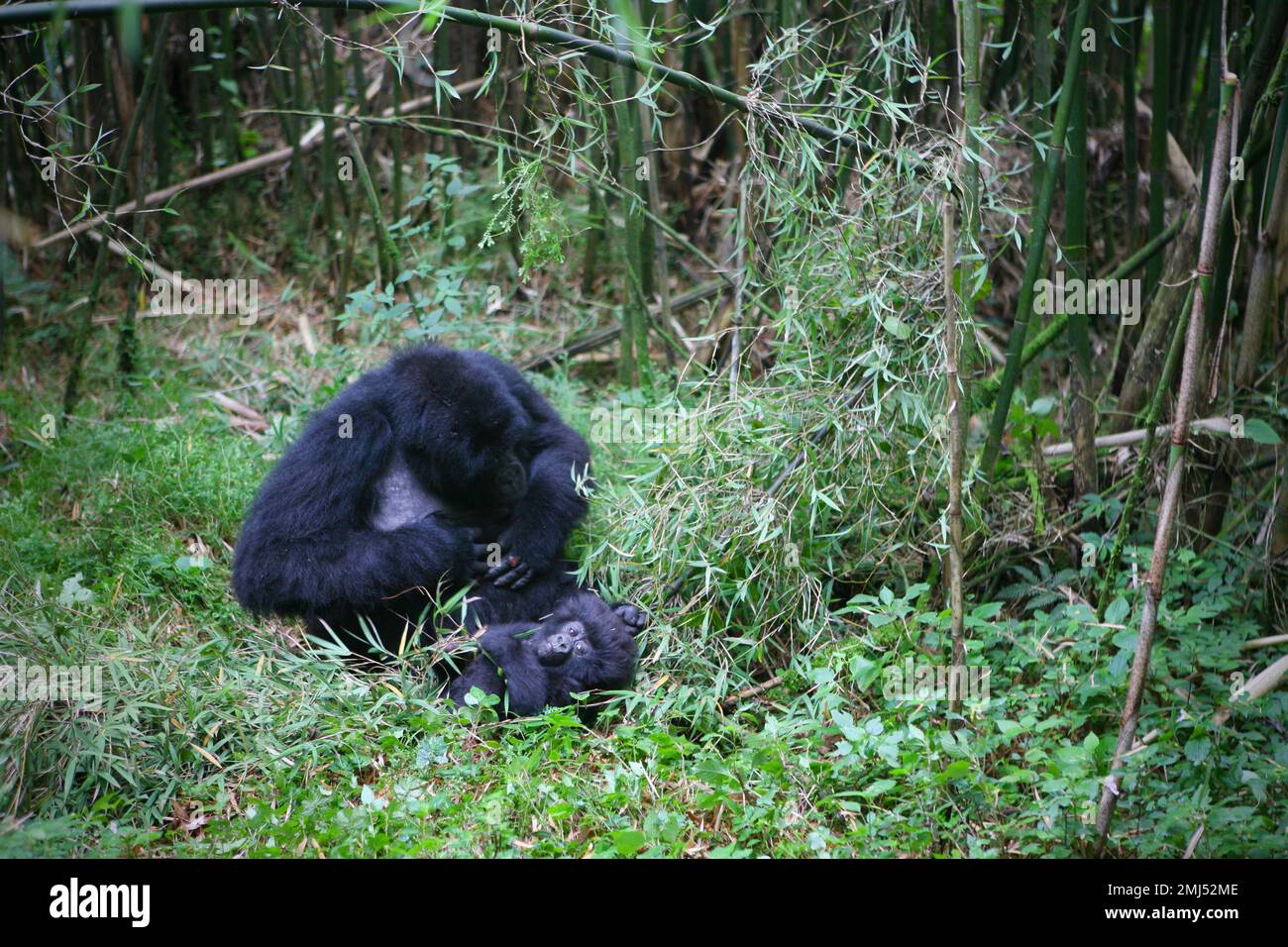 Mountain Gorilla Mother and baby gorilla (Gorilla beringei beringei) Volcanoes National Park ...