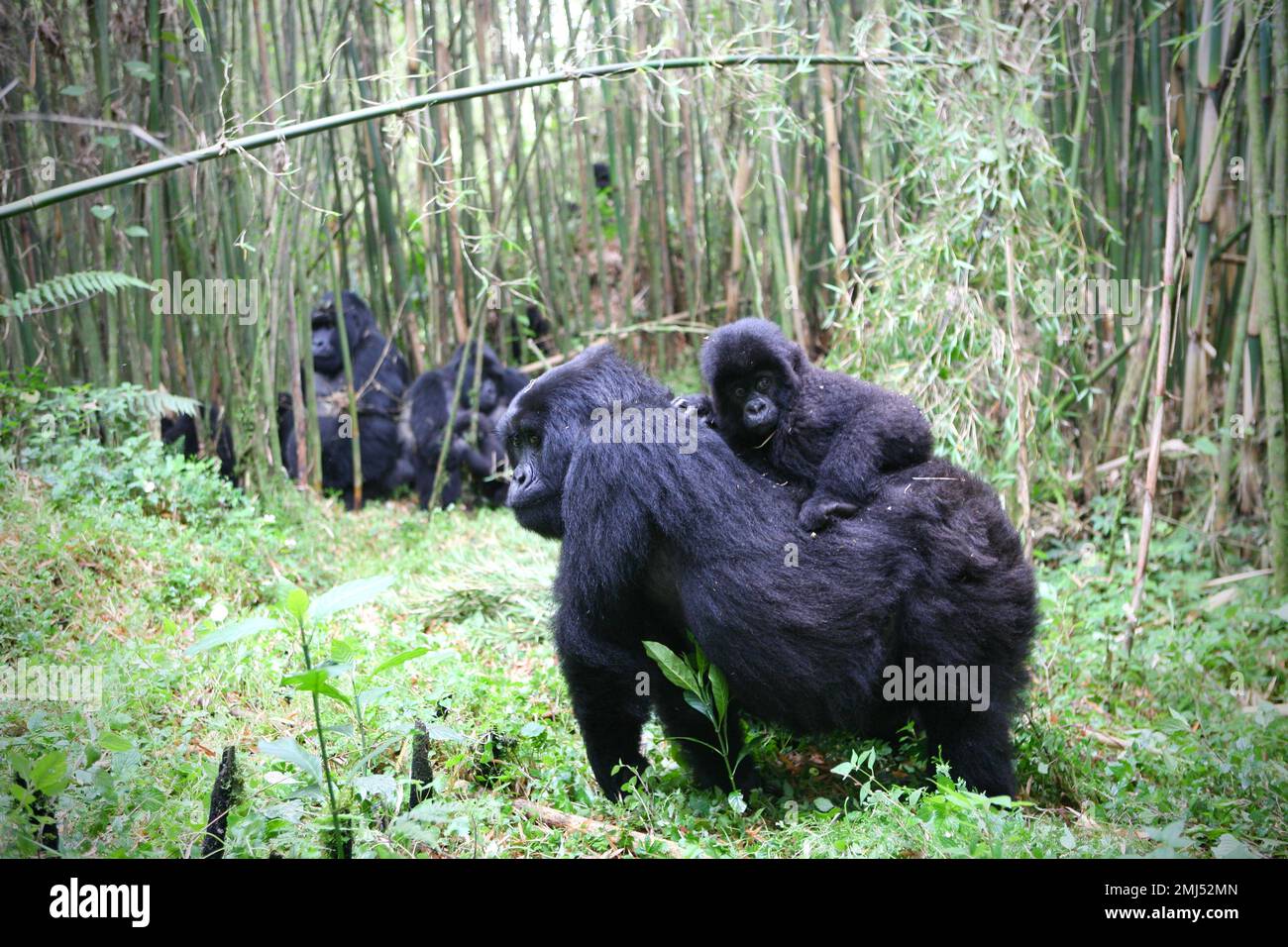 Mountain Gorilla Mother and baby gorilla (Gorilla beringei beringei) Volcanoes National Park ...