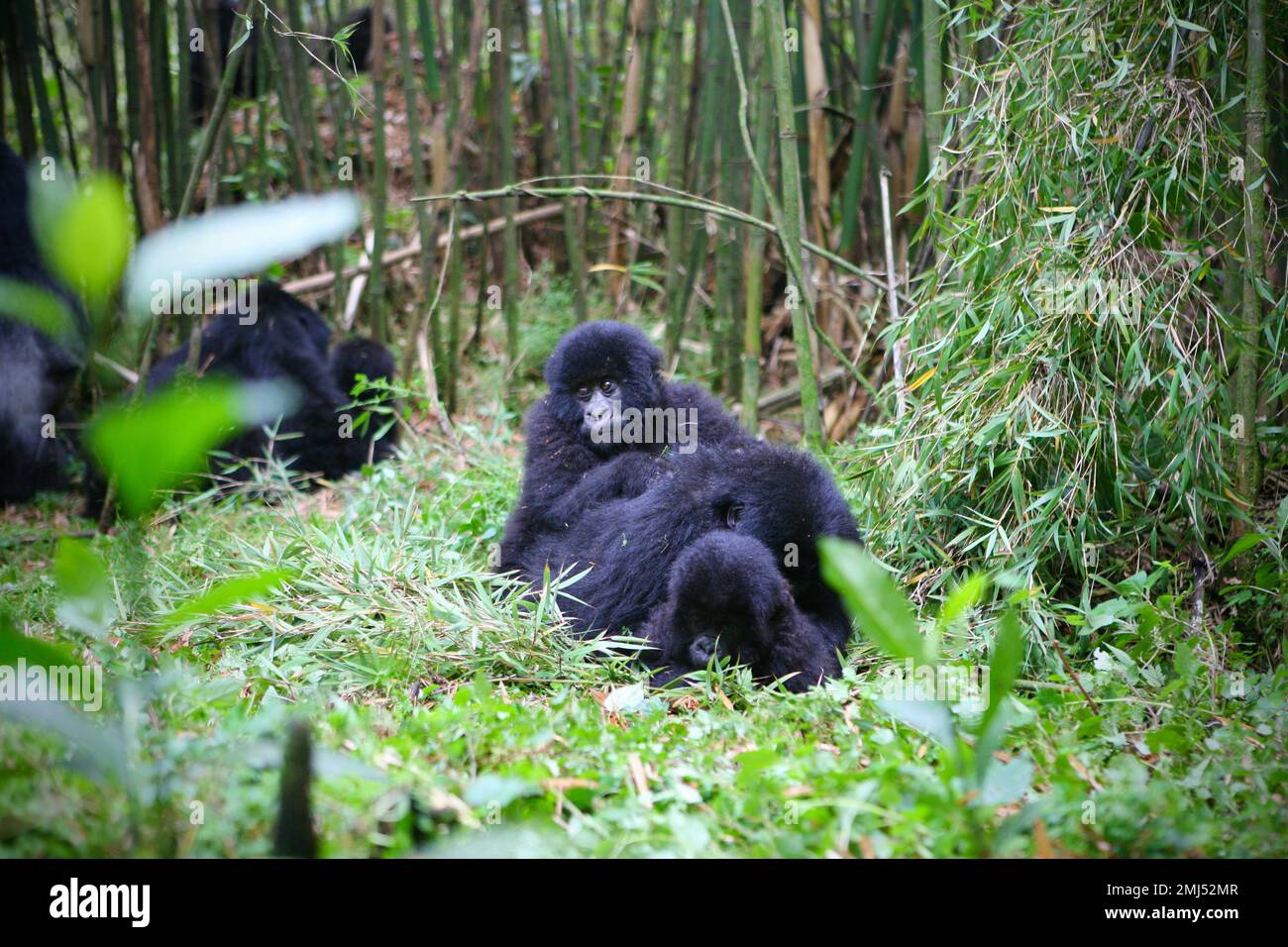 Mountain Gorilla Mother and baby gorilla (Gorilla beringei beringei) Volcanoes National Park ...