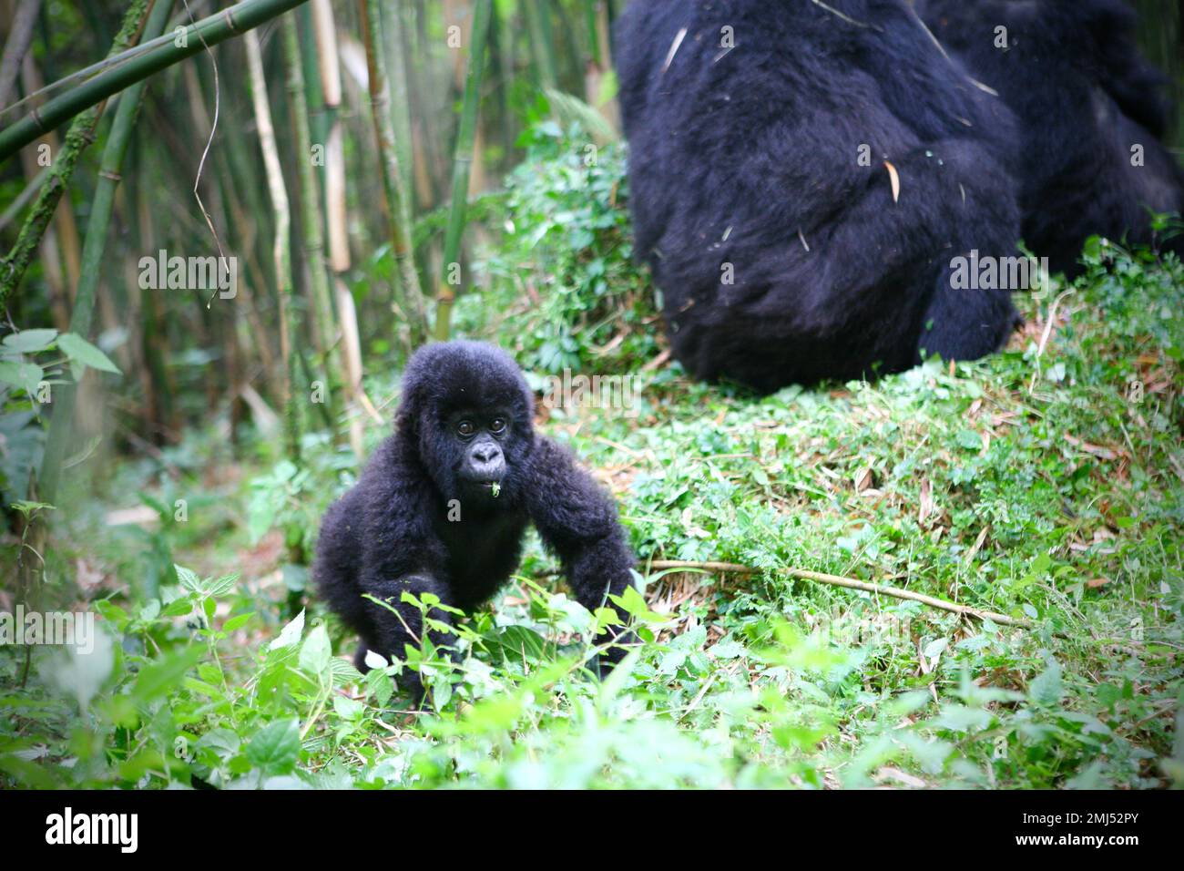 Mountain Gorilla Mother and baby gorilla (Gorilla beringei beringei) Volcanoes National Park ...