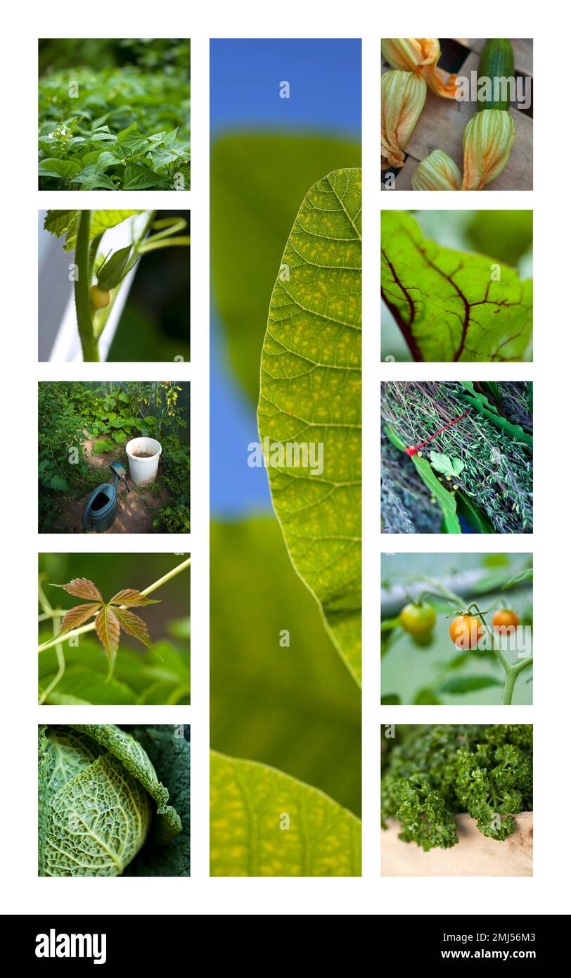 Vegetable and plants growing in Spring on a garden collage Stock Photo ...