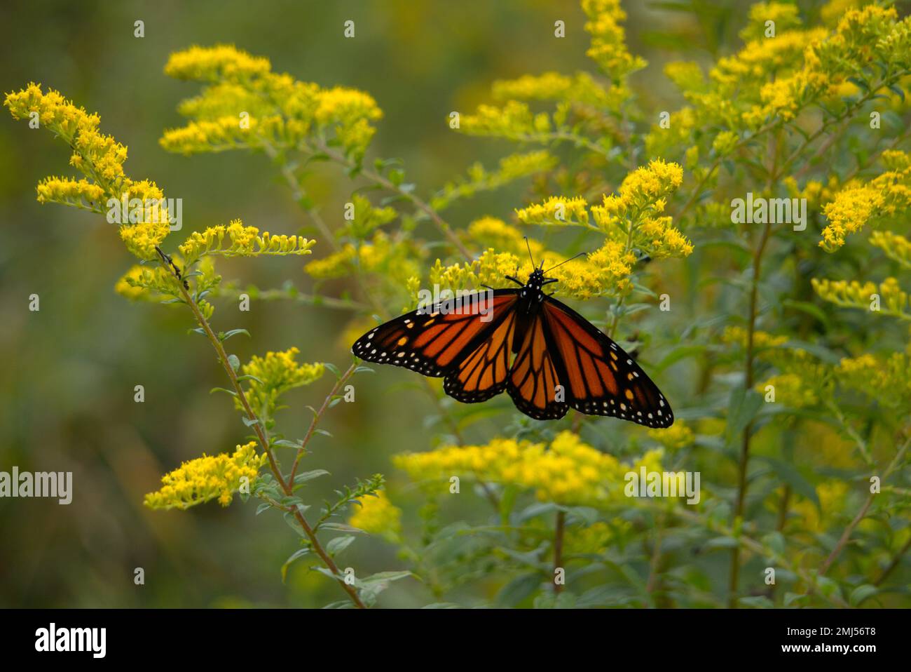 Monarch butterfly trail hi-res stock photography and images - Alamy