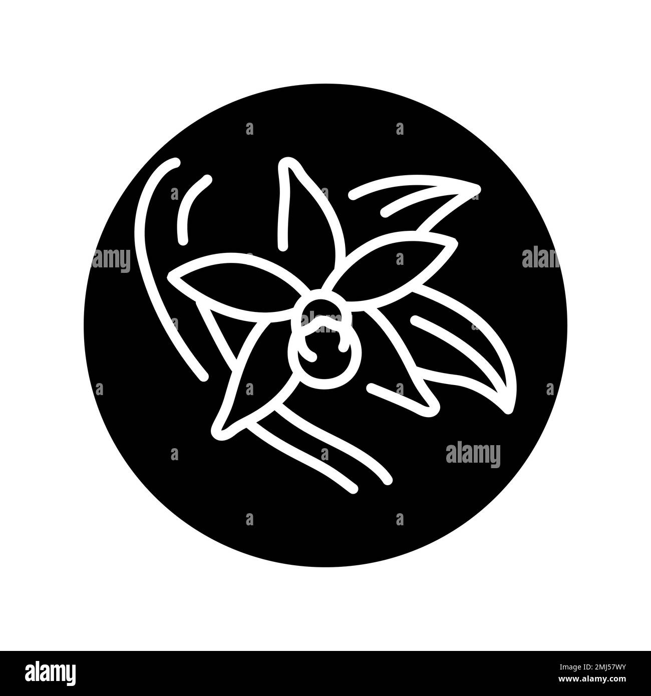 Vanilla сolor line icon. Pictogram for web page Stock Vector Image ...