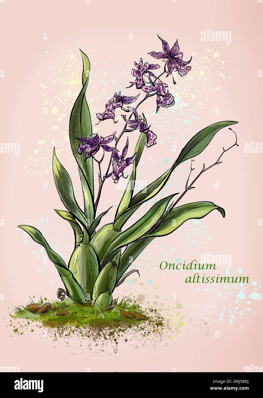 Color illustration of oncidium orchid. Drawing of flowers and leaves ...