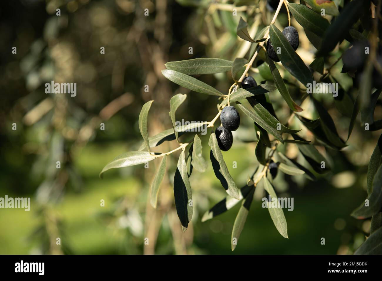Olive oil trees full of olives.olive harvest , traditional olive ...