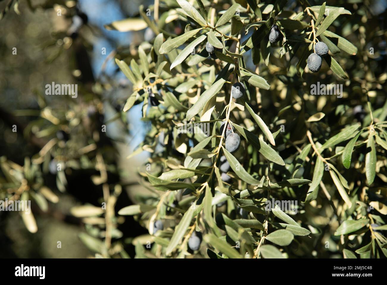 Olive oil trees full of olives.olive harvest , traditional olive ... Olive oil trees full of olives.olive harvest , traditional olive ...