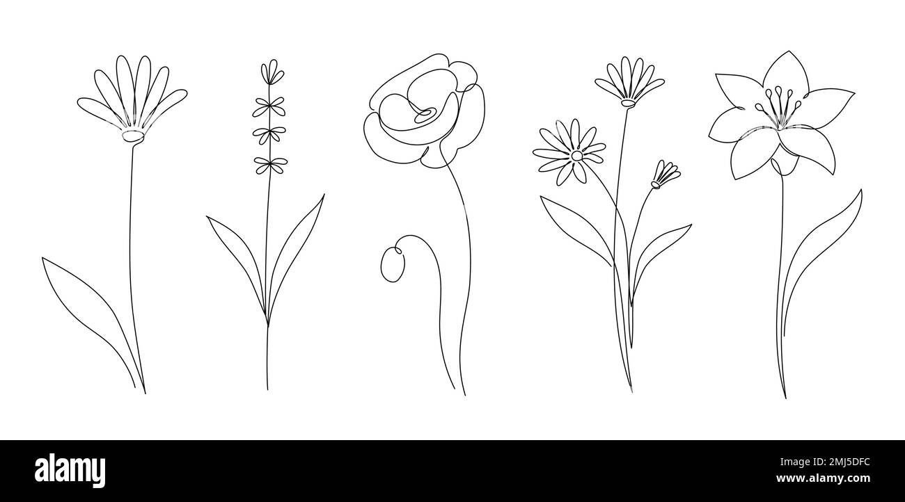 Flower set continuous outline style. Decoration flower, botanical ...