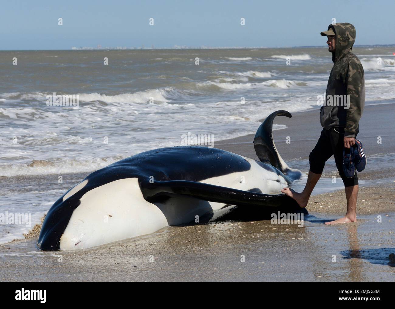 Beached Killer Whale