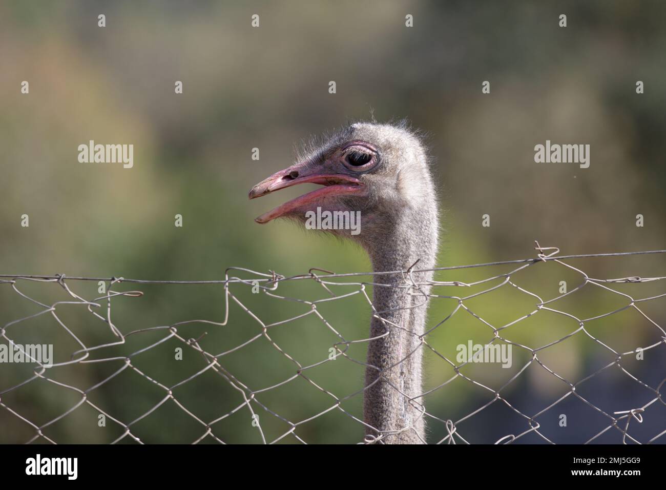 The head of an ostrich. An ostrich or common ostrich (Struthio camelus ...
