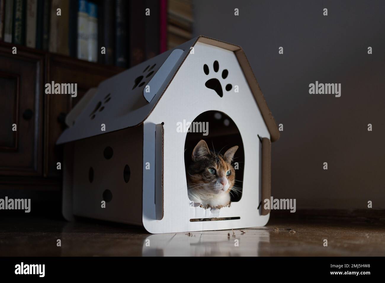 Cat sitting in cardboard box house. Zero waste for animals. Eco ...