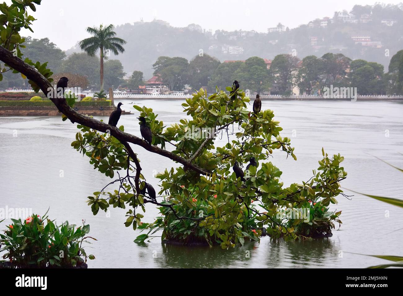 Kandy Lake, Sea of Milk, Kiri Muhuda, Kandy city, Central Province, Srí ...