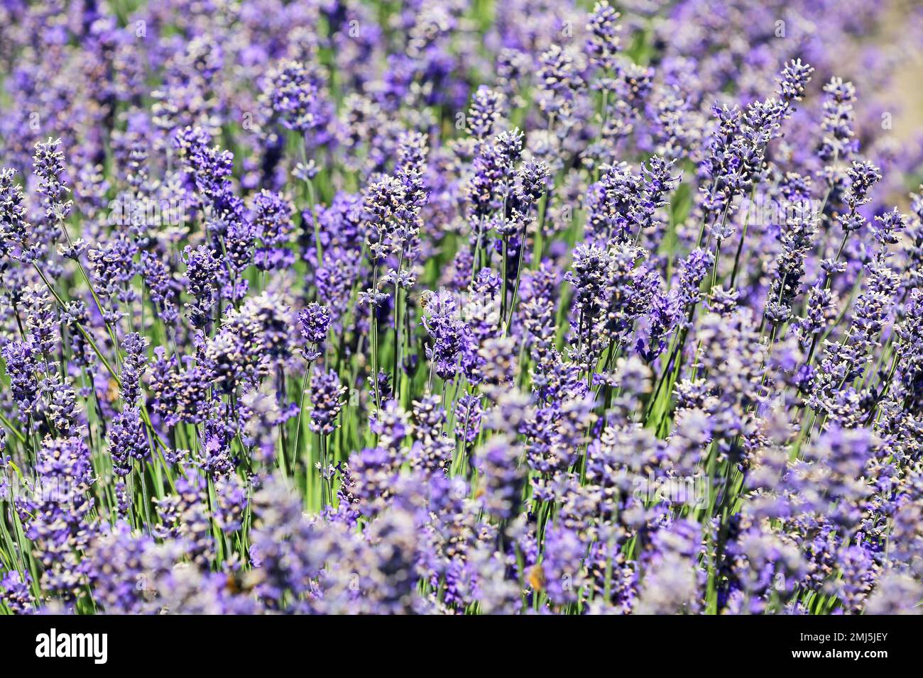 Lavender close hi-res stock photography and images - Alamy