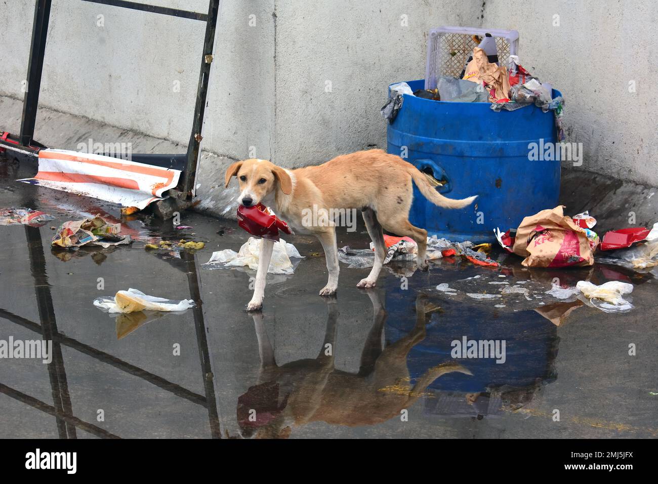 A dog searching in the garbage, Haushund, Chien, Canis lupus familiaris ...