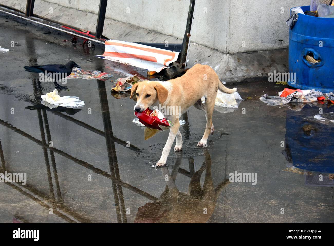 A dog searching in the garbage, Haushund, Chien, Canis lupus familiaris ...