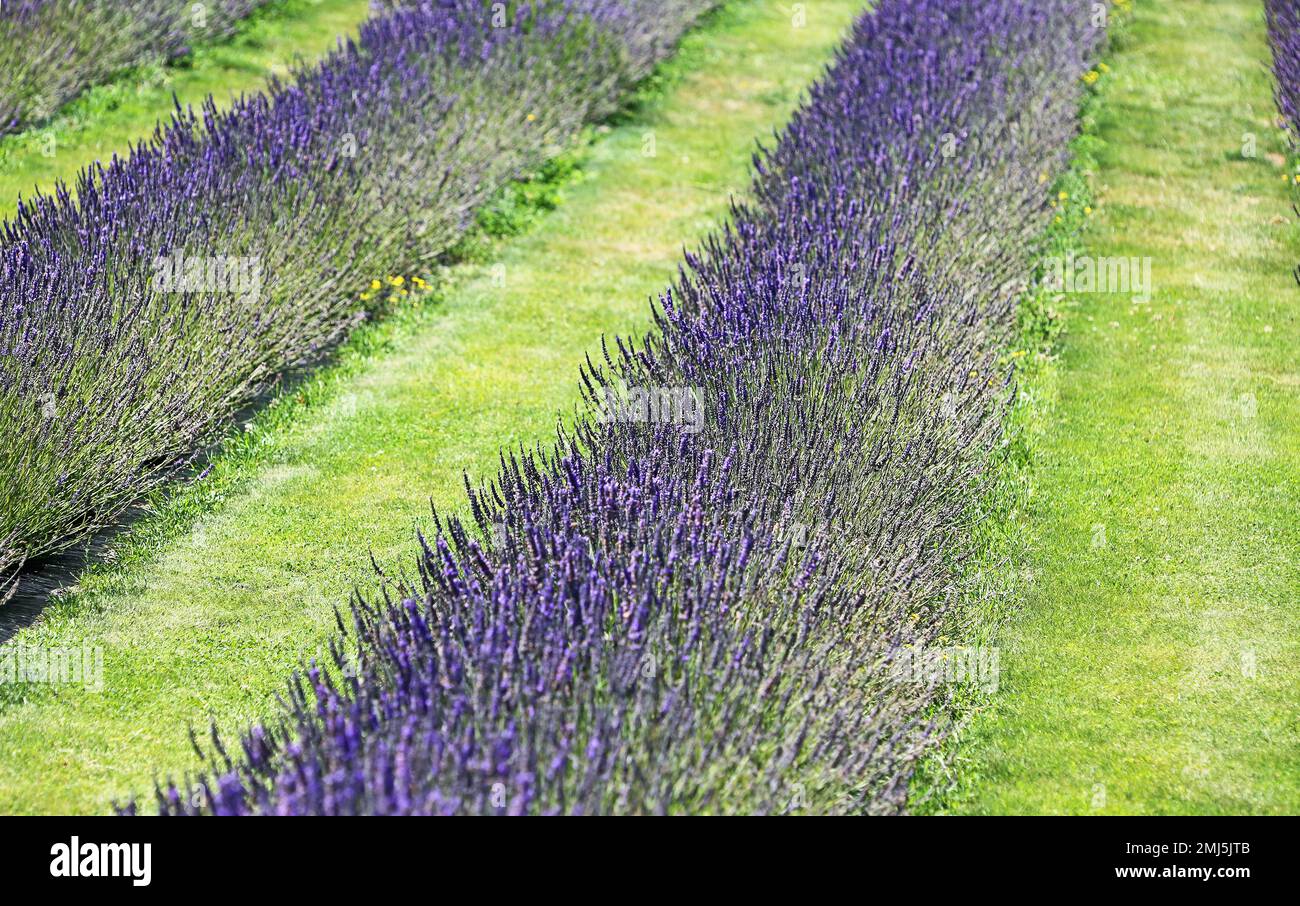 Row of Lavender Stock Photo - Alamy