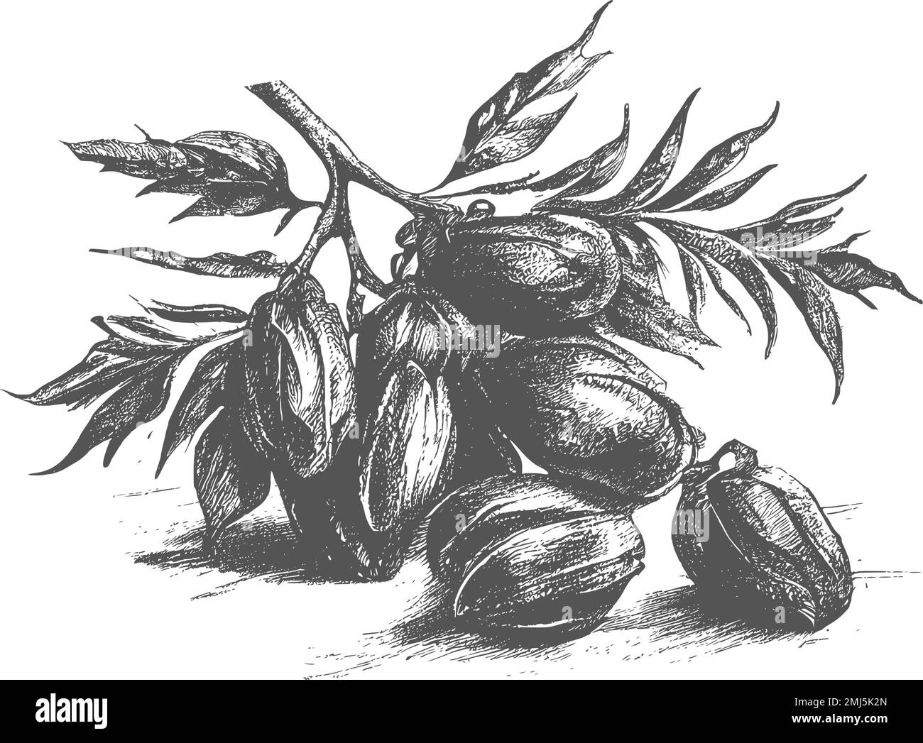 nk drawn dates with leaves. Ripe fruits hang from the branches.Border ...