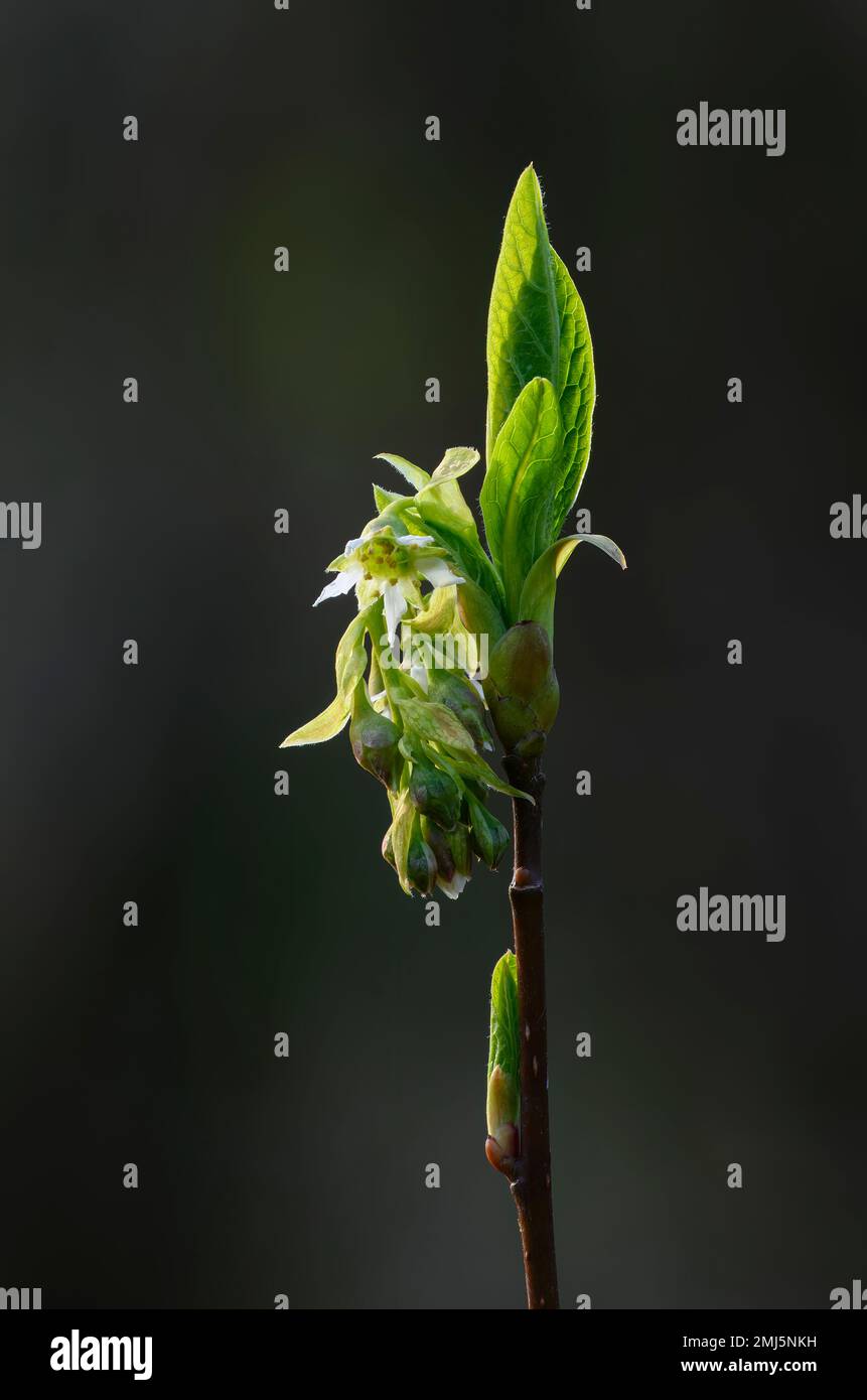 Indian plum hi-res stock photography and images - Alamy