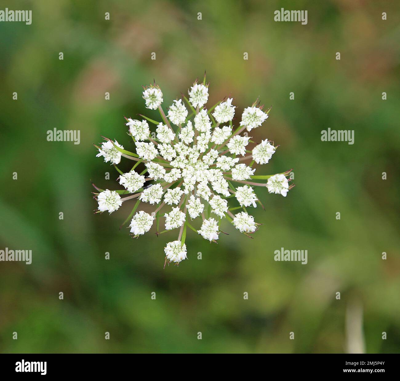 Queen Annes Lace Stock Photo - Alamy