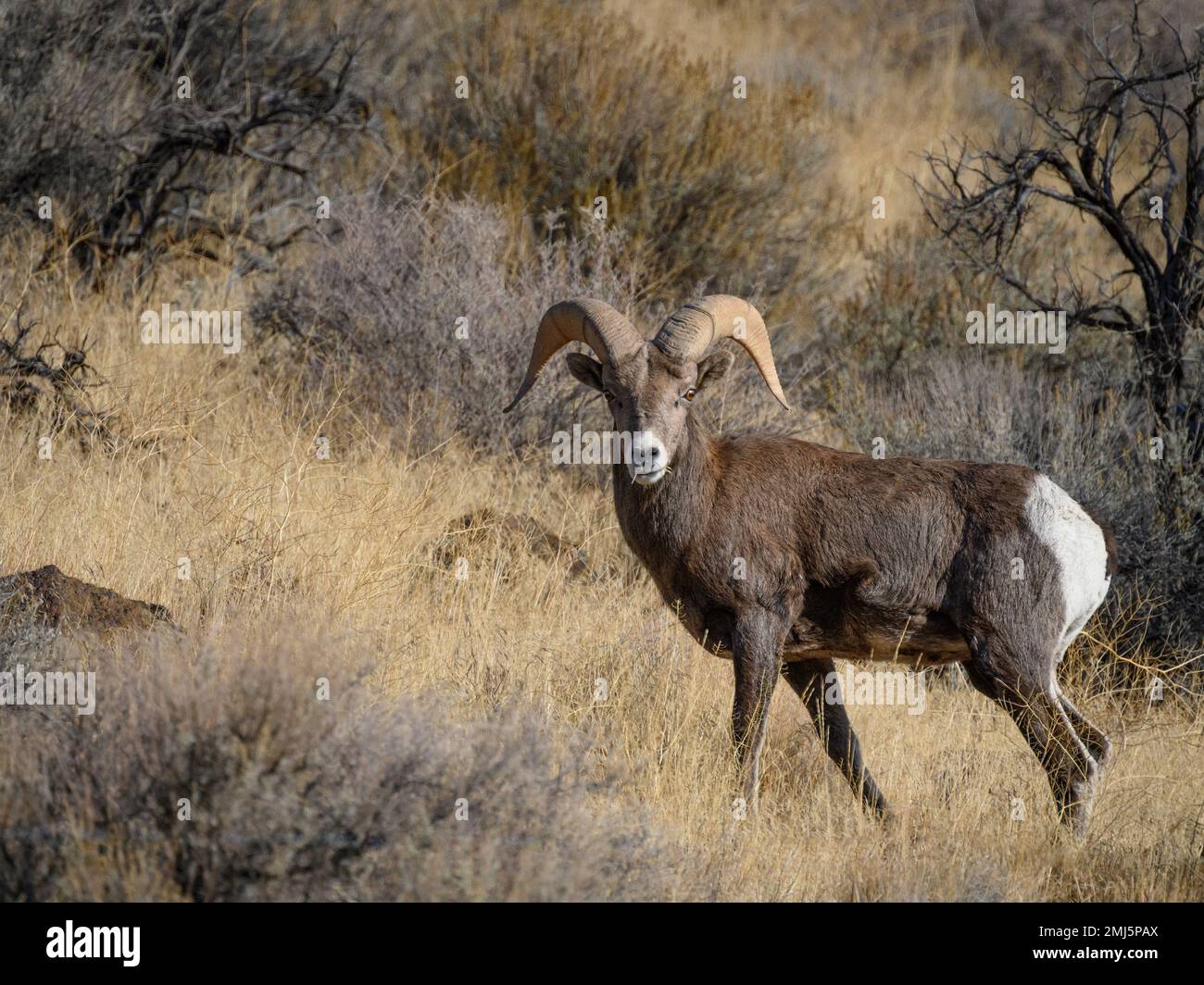 Bighorn sheep ram in the Warner Mountains of eastern Oregon Stock Photo ...