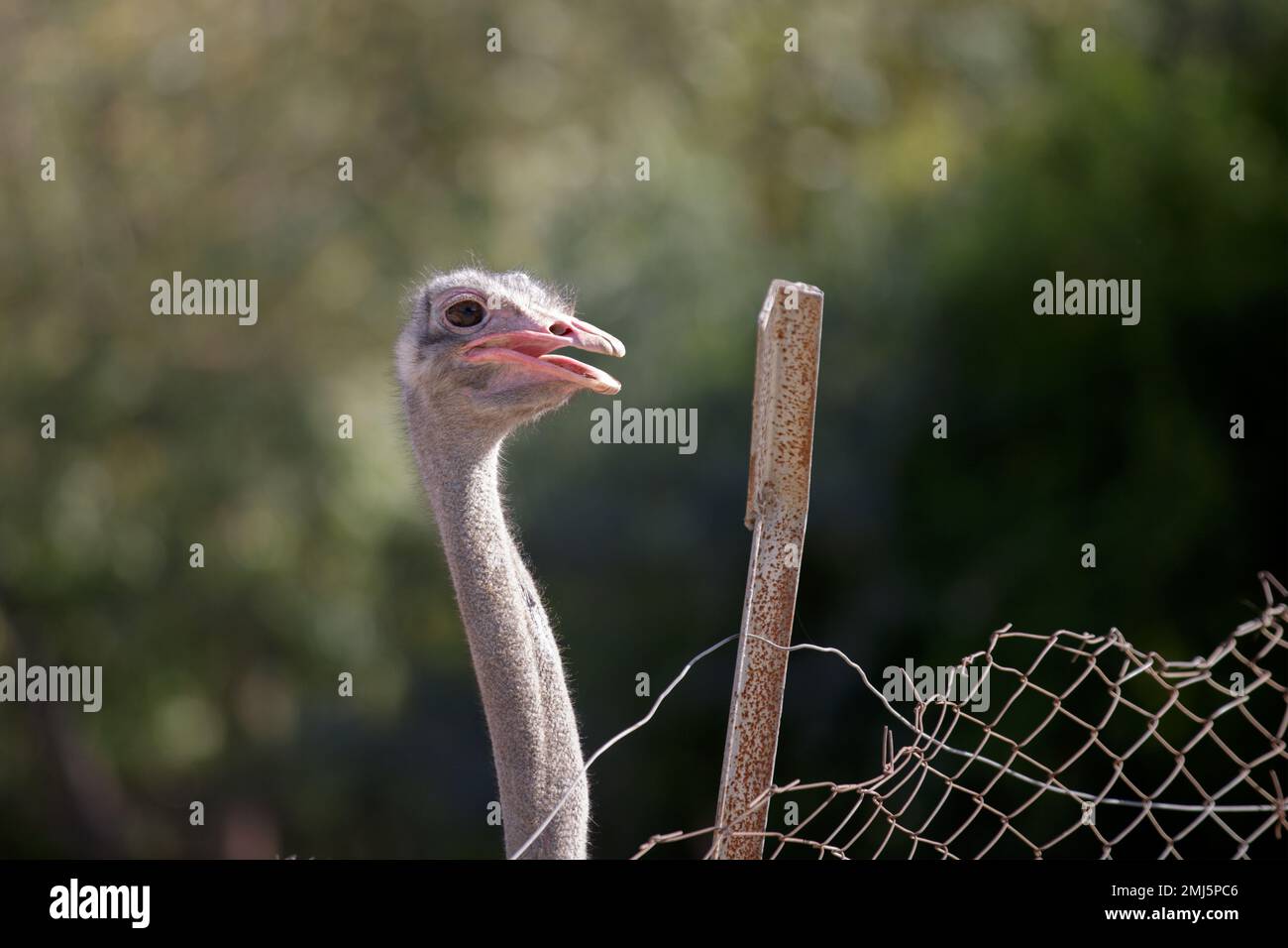 The head of an ostrich with an open beak. The face and neck of an ...