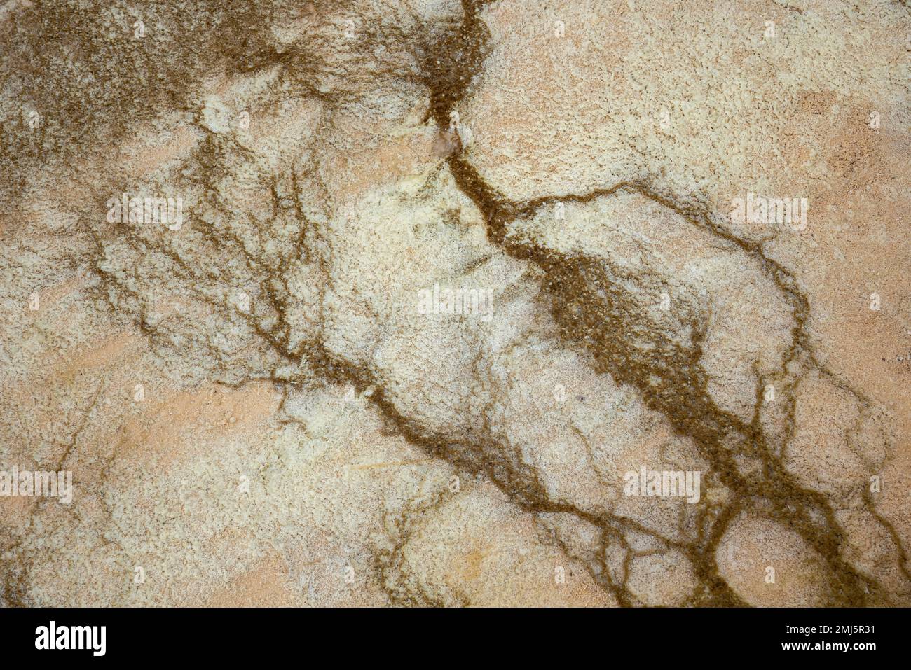Bacterial mat in hot spring at Fountain Paint Pots in Yellowstone ...