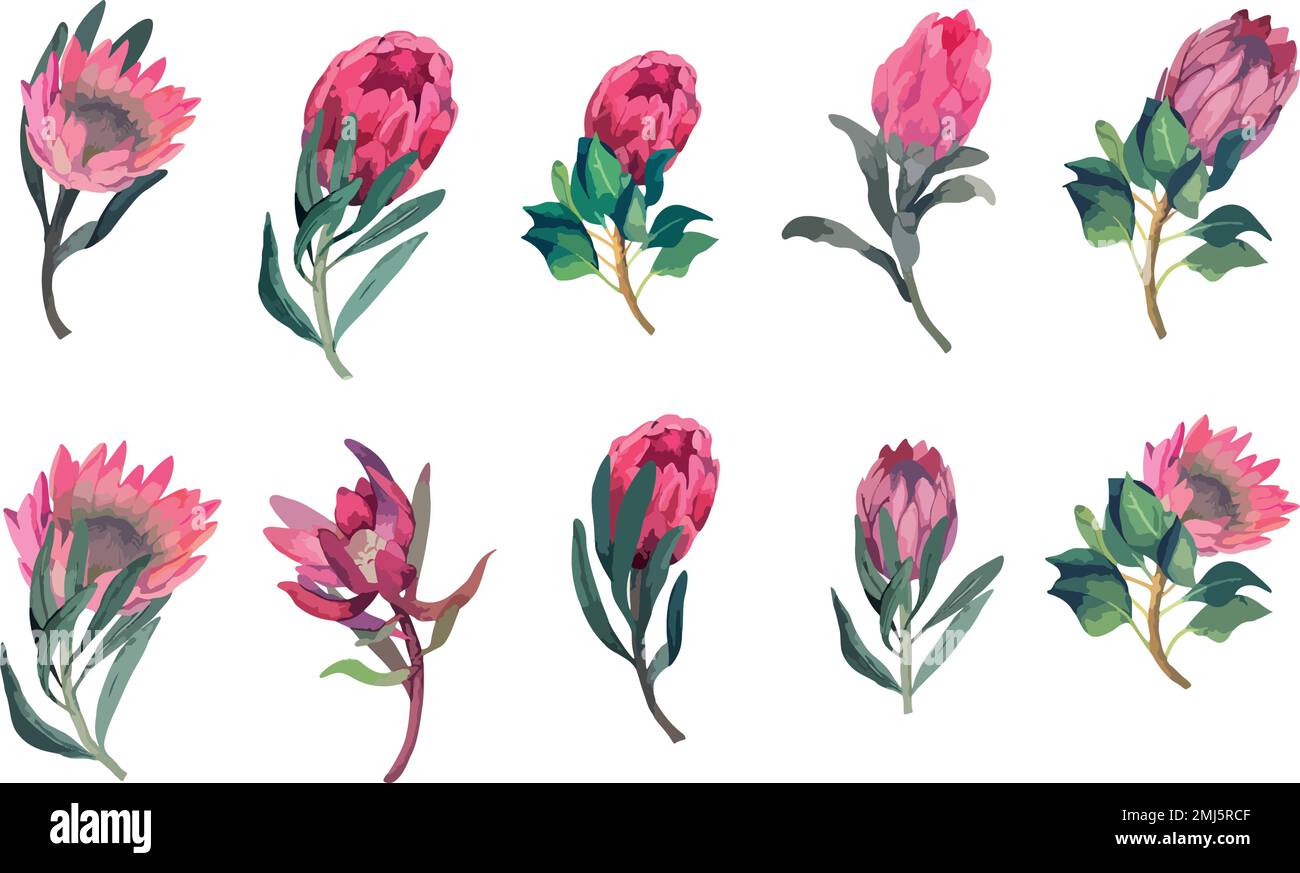 Set realistic vector illustration of protea flowers. Tropical king ...