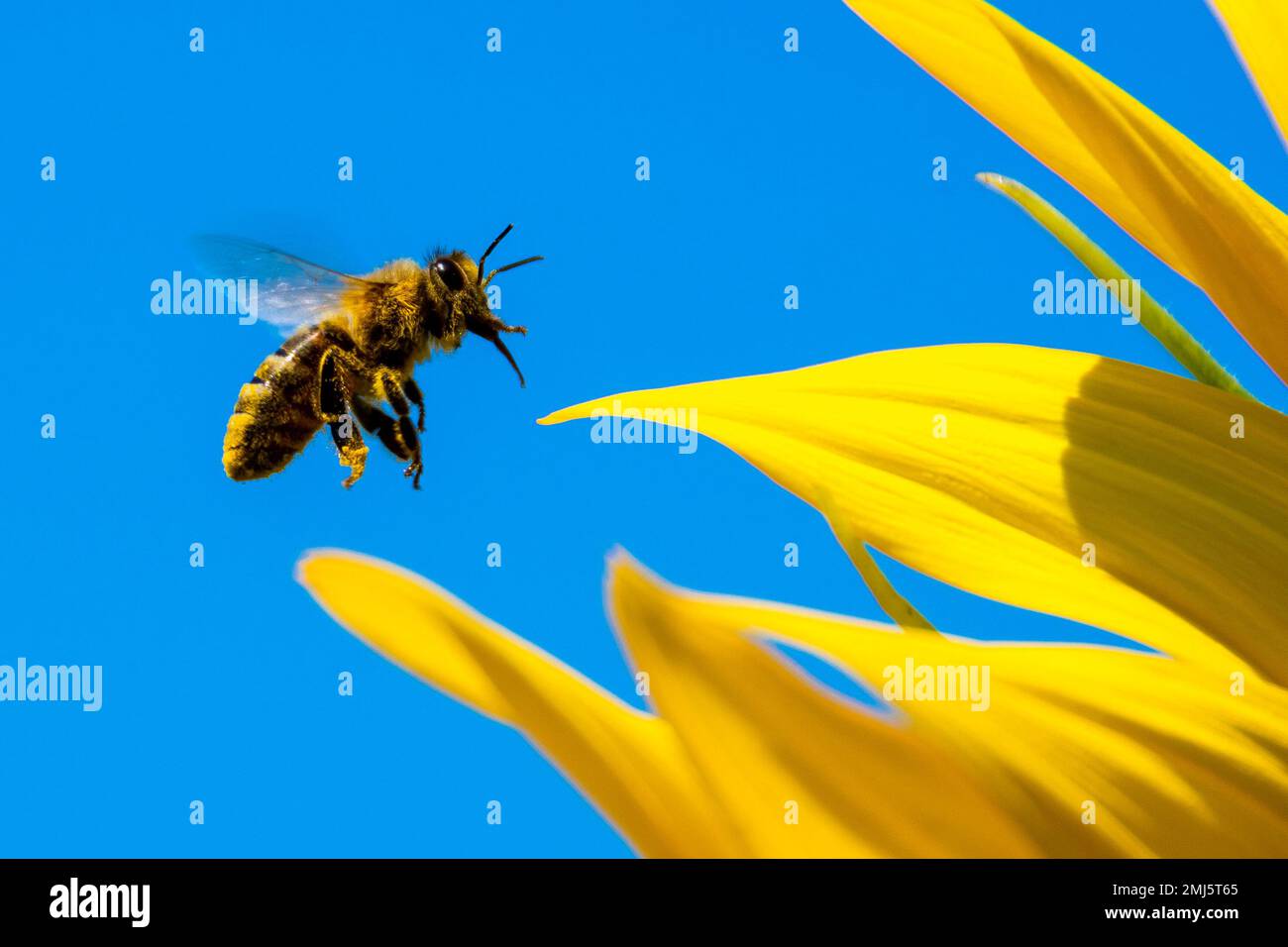 Summer sunshine in nature hi-res stock photography and images - Alamy