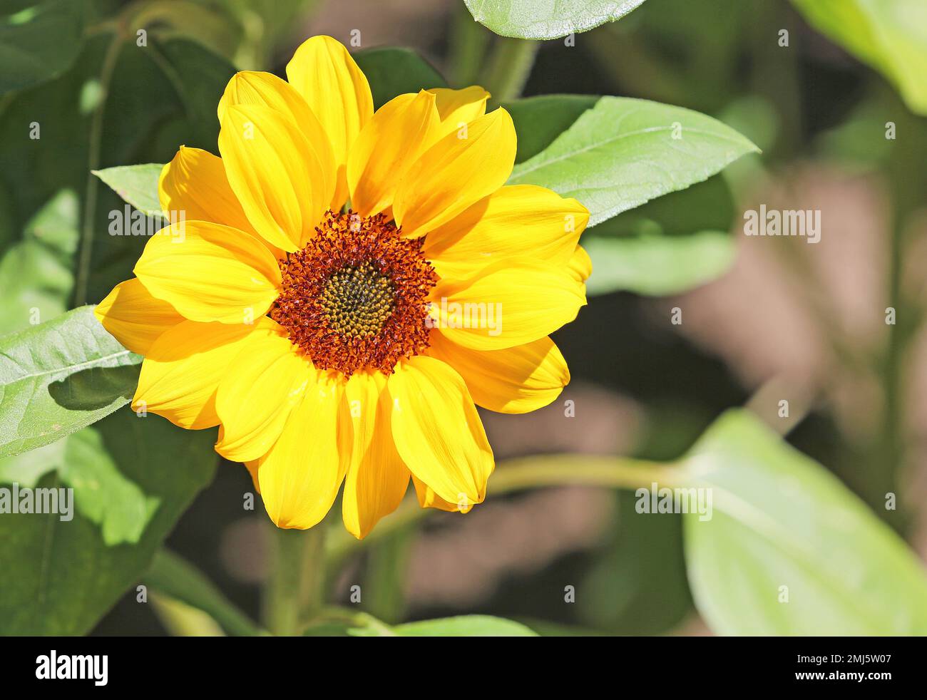 Small sunflower hi-res stock photography and images - Alamy