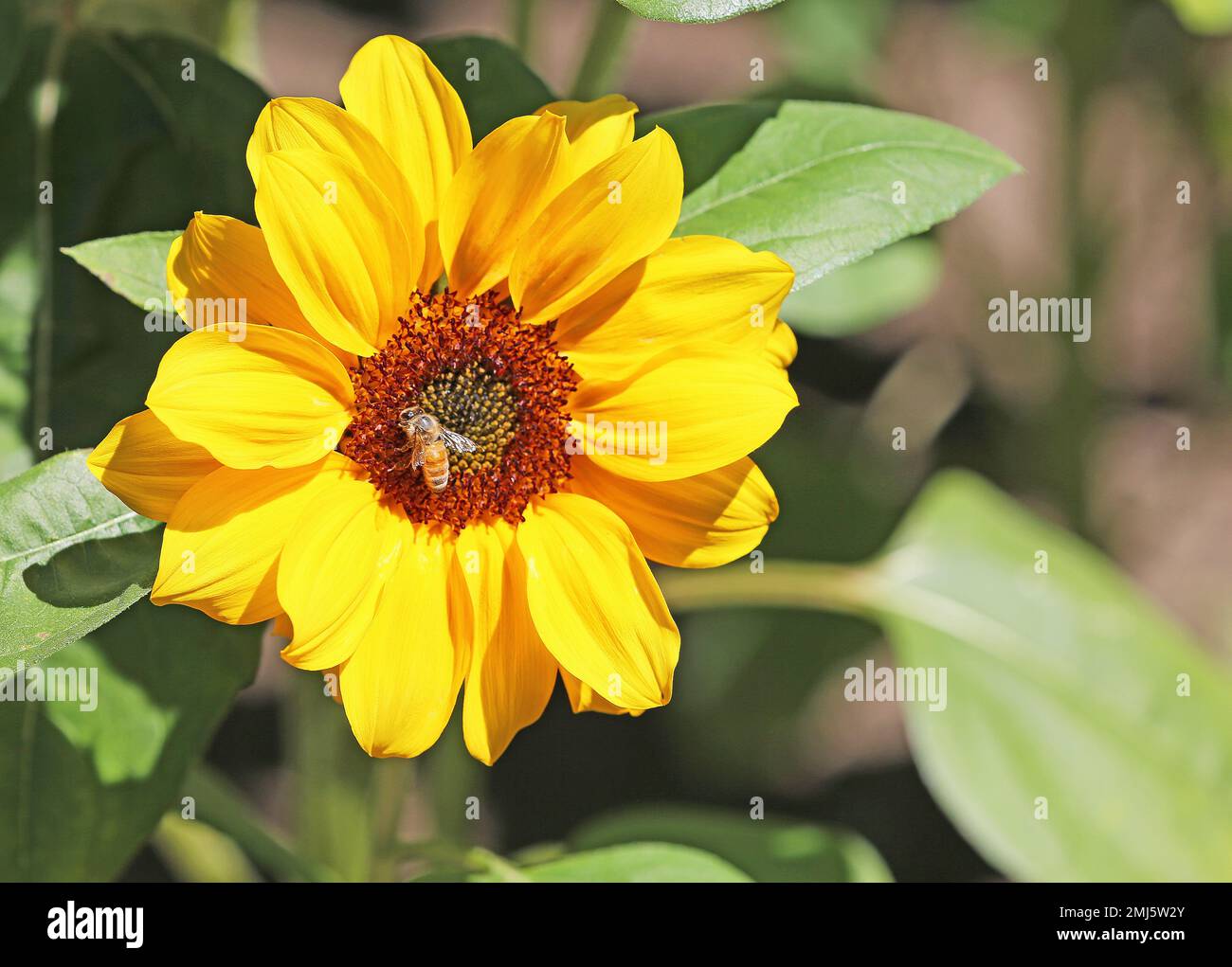 Bee on small Sunflower Stock Photo - Alamy