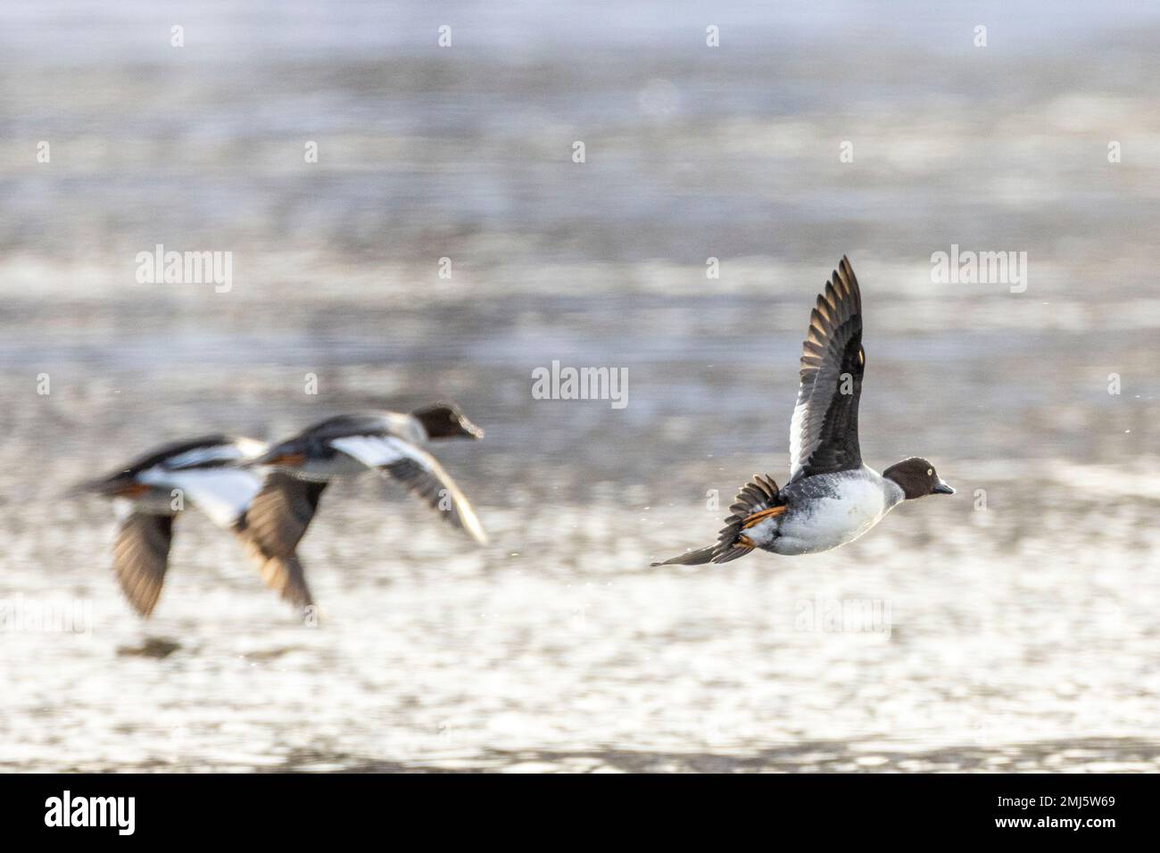 (Ottawa, Canada---26 January 2023) Common Goldeneye flying over the ...